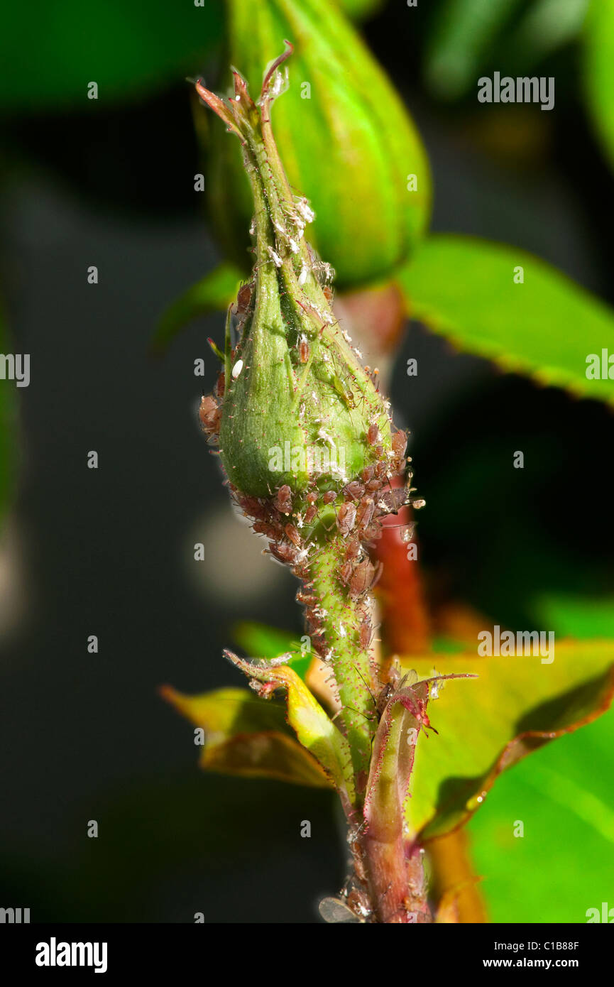 Rose bud infected with aphids Stock Photo - Alamy