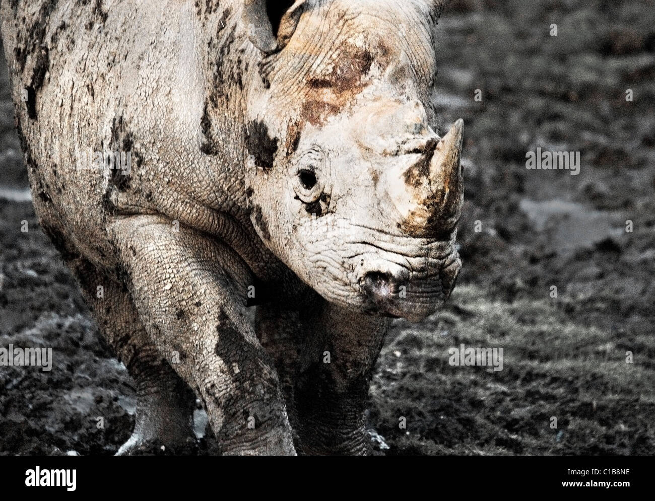 Black Rhino in Mud Stock Photo - Alamy