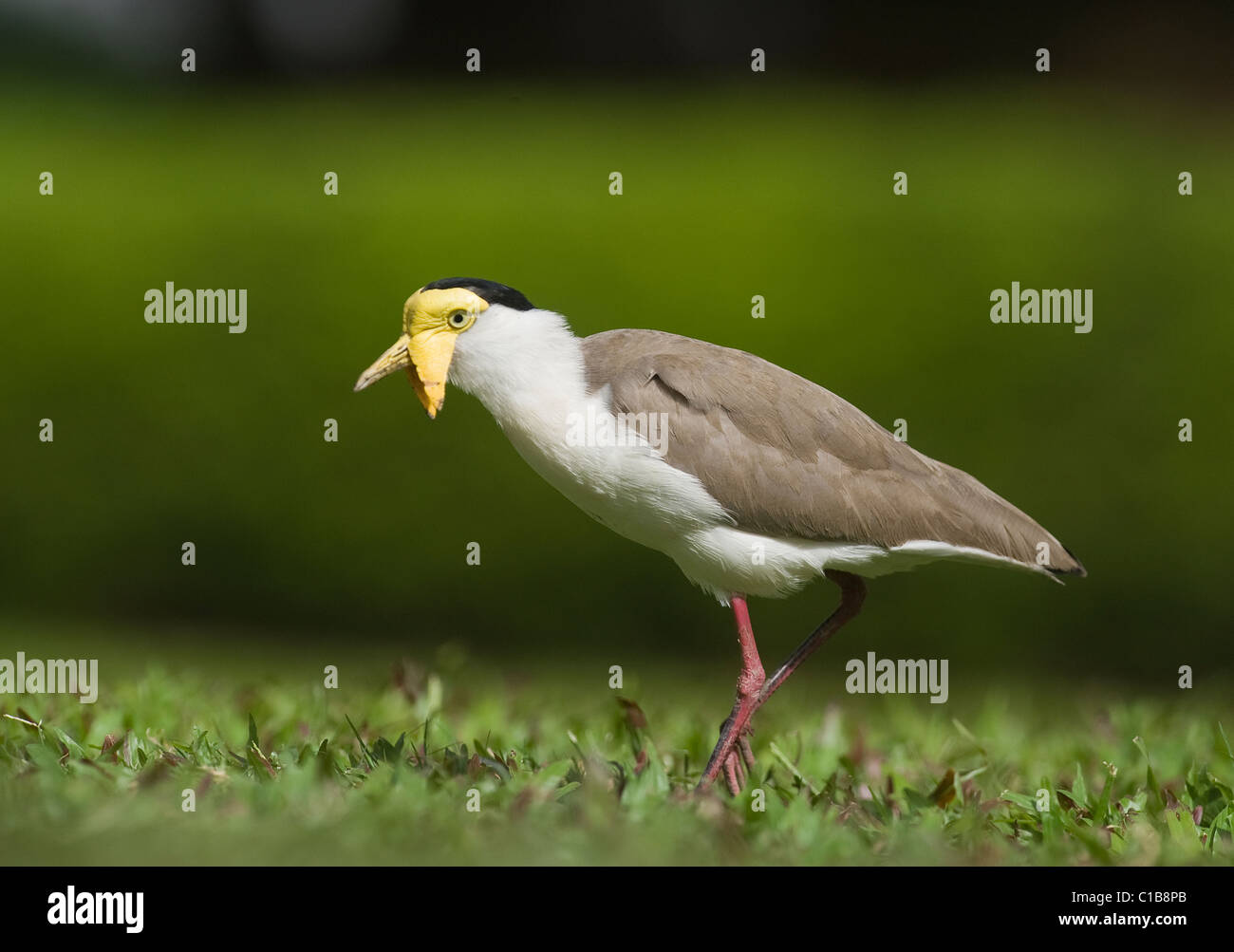Masked Lapwing (Plover) Vanellus miles Cairns Queensland Australia ...