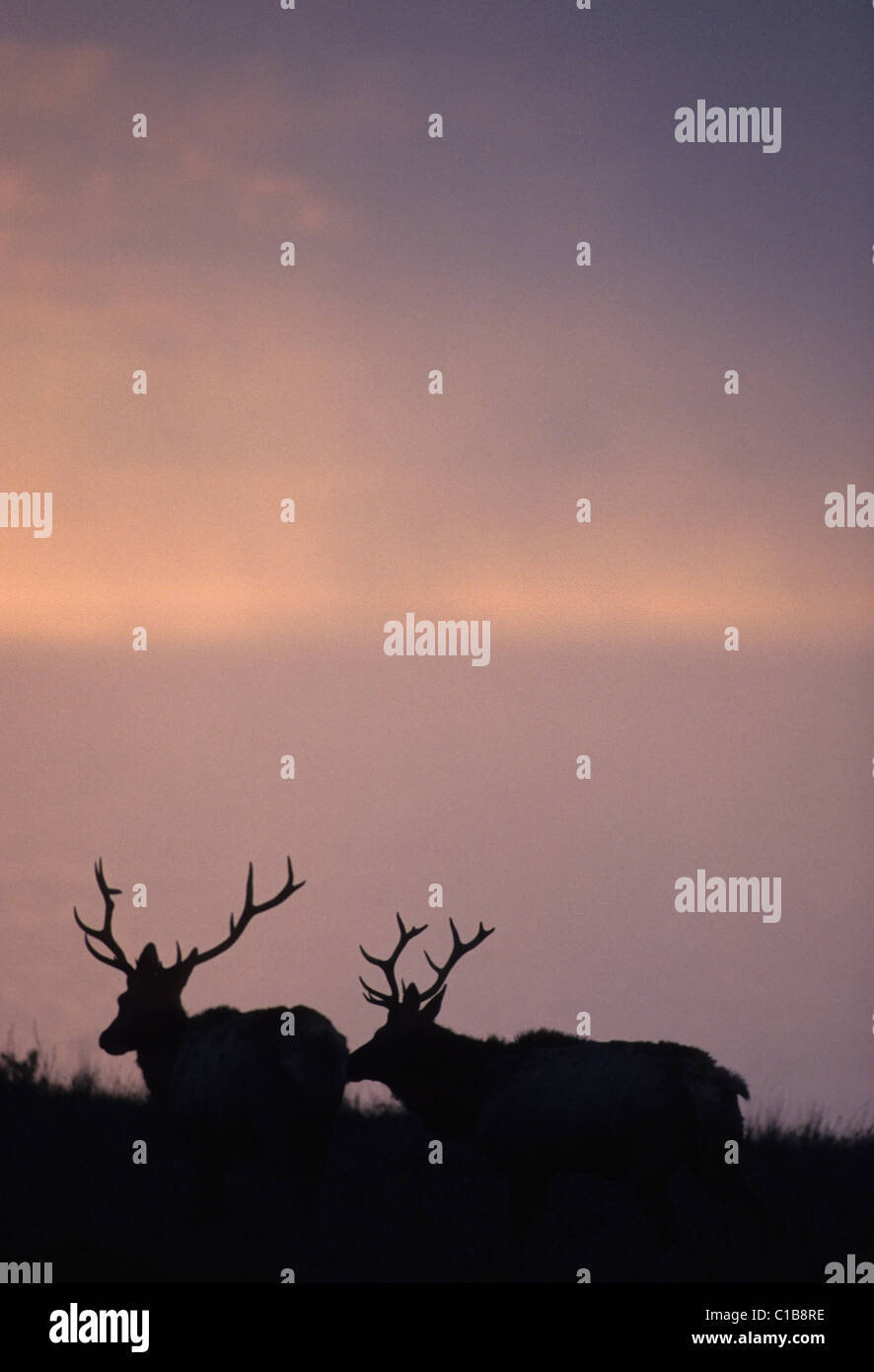 Tule Elk, bull elk, sunset, sunrise, Point Reyes National Seashore ...