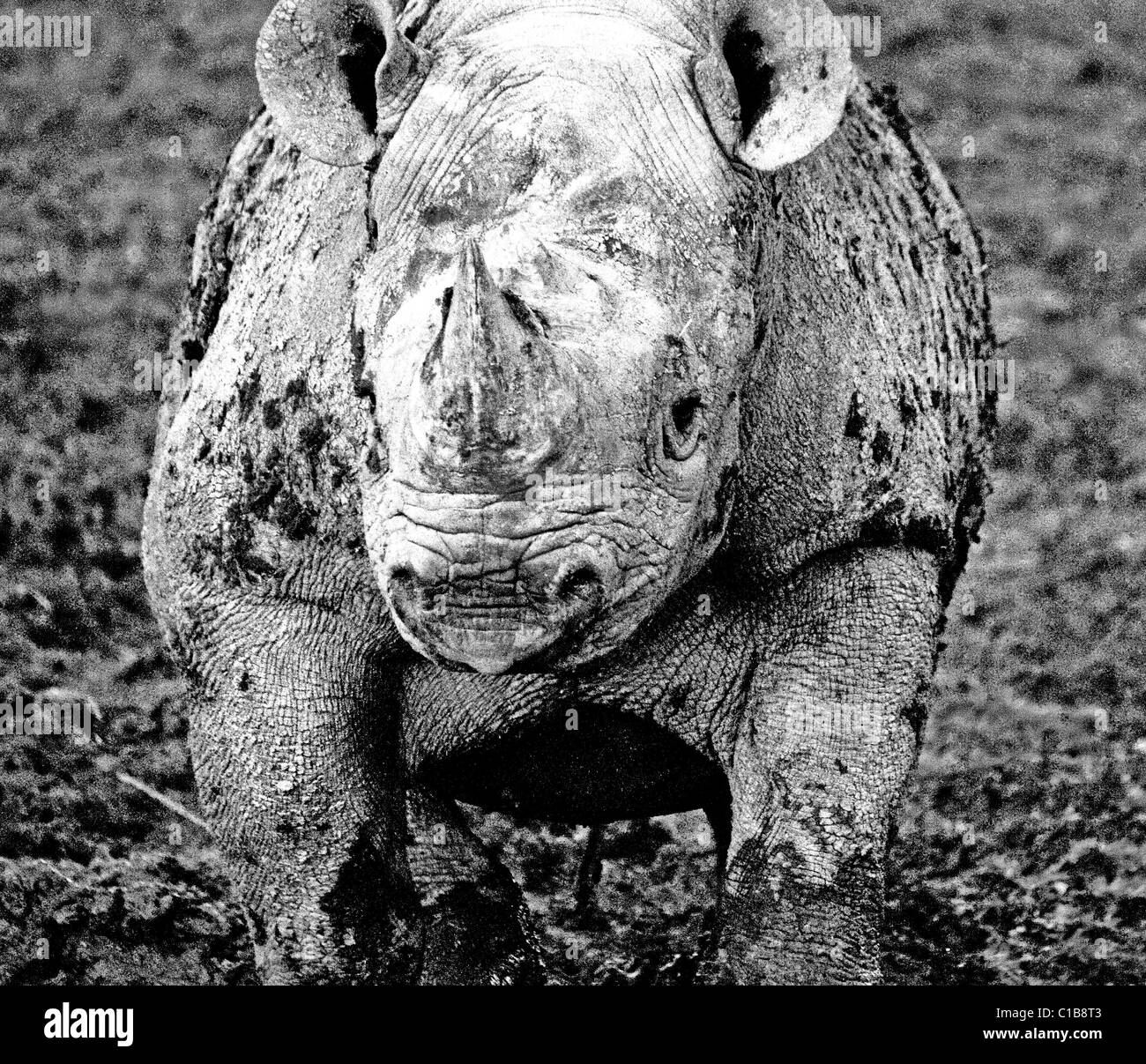 Rhino conservation Black and White Stock Photos & Images - Alamy