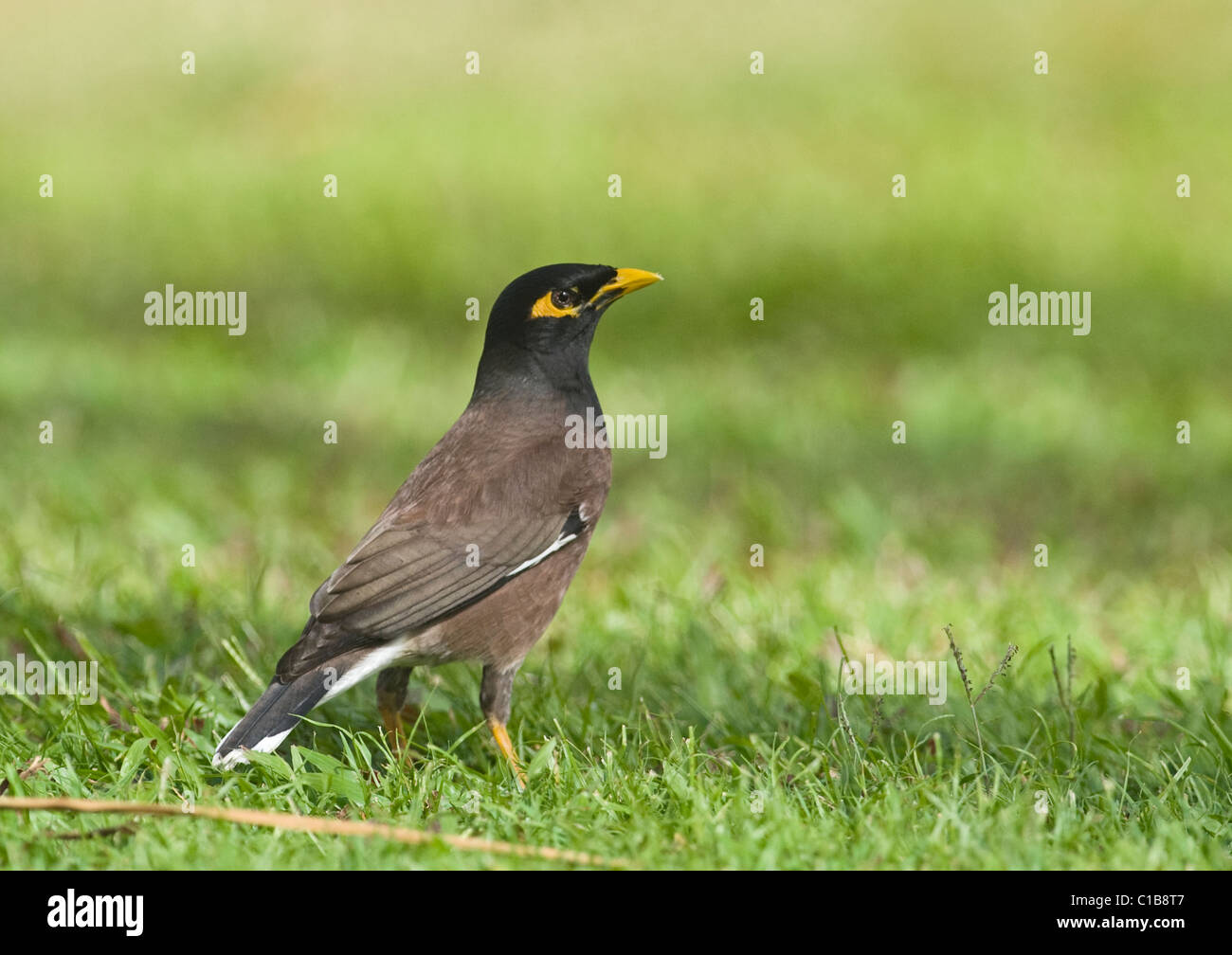 Common mynah hi-res stock photography and images - Alamy