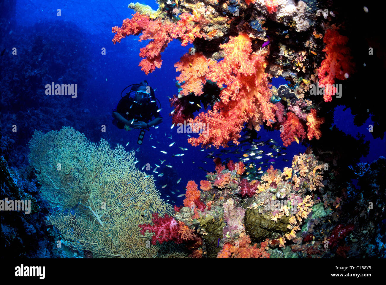Egypt, Suez, Red sea bed Stock Photo - Alamy