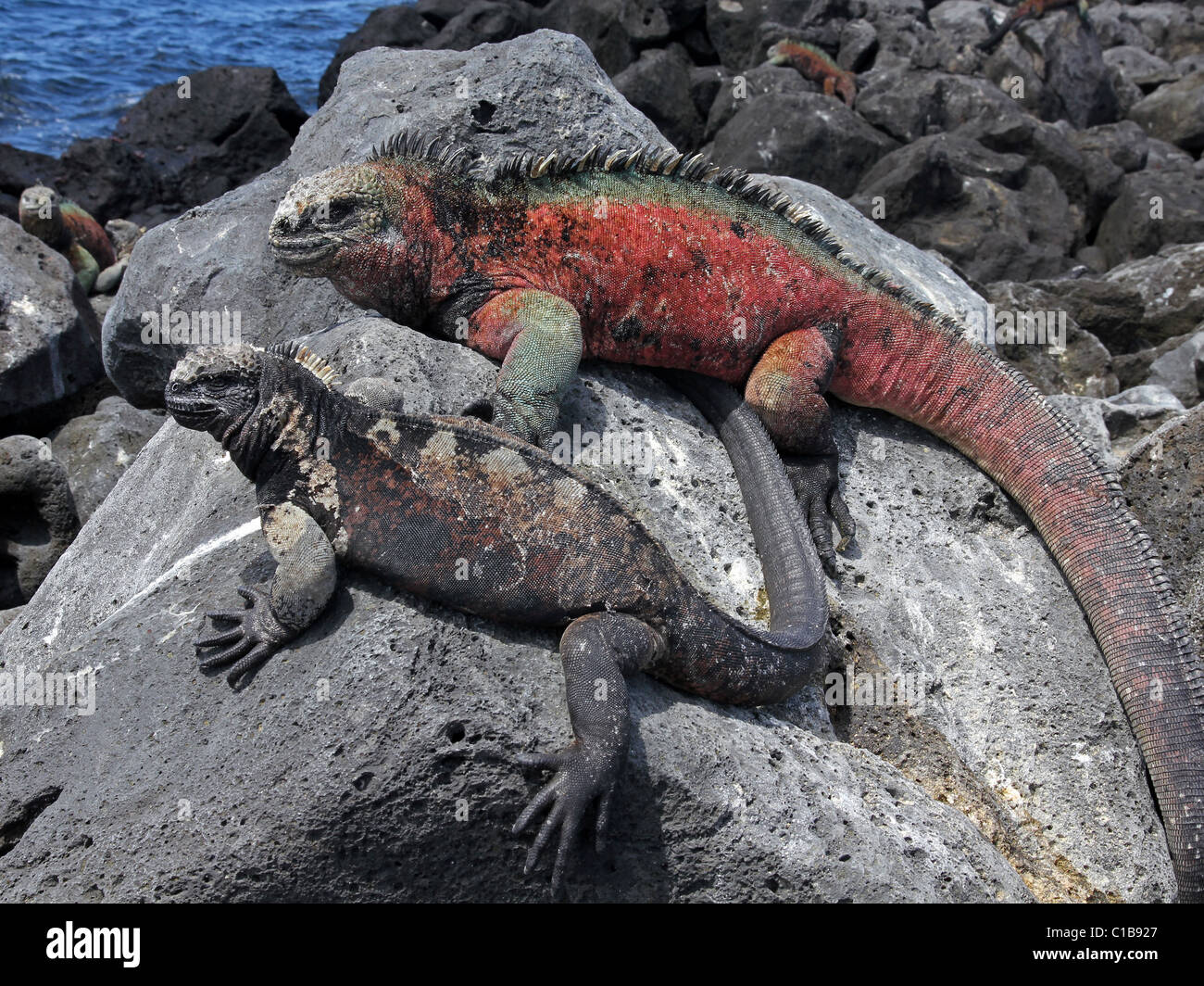 Female marine iguana hi-res stock photography and images - Alamy