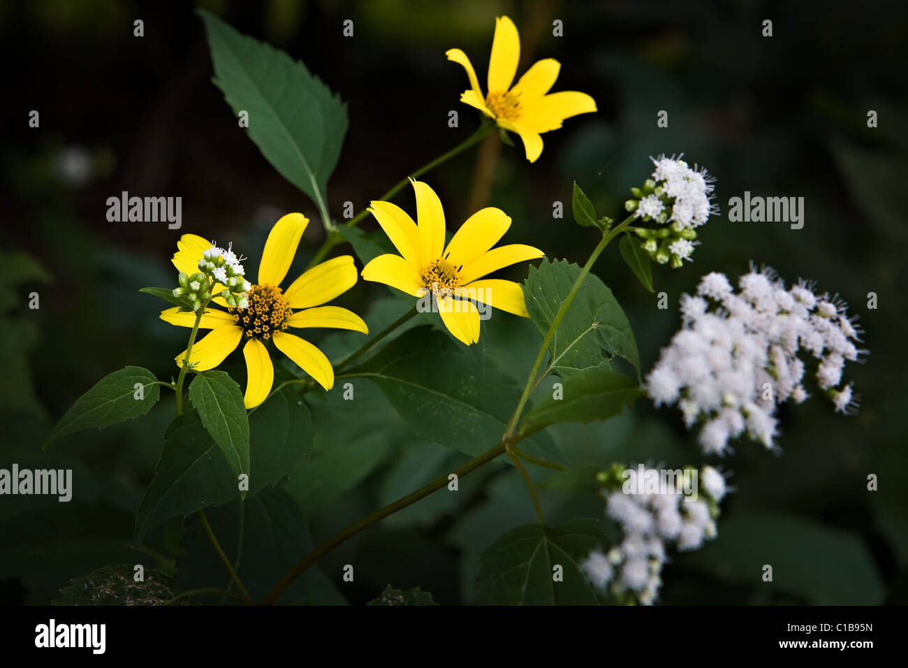 Shenandoah Valley yellow flowers Stock Photo - Alamy