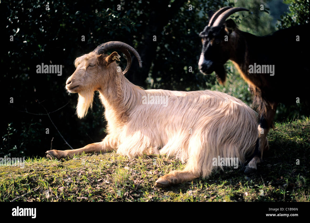 Corsican goats hi-res stock photography and images - Alamy