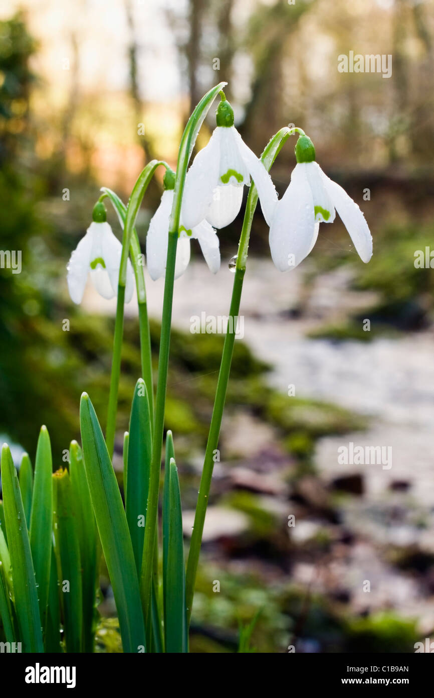 Stream side plants hi-res stock photography and images - Alamy