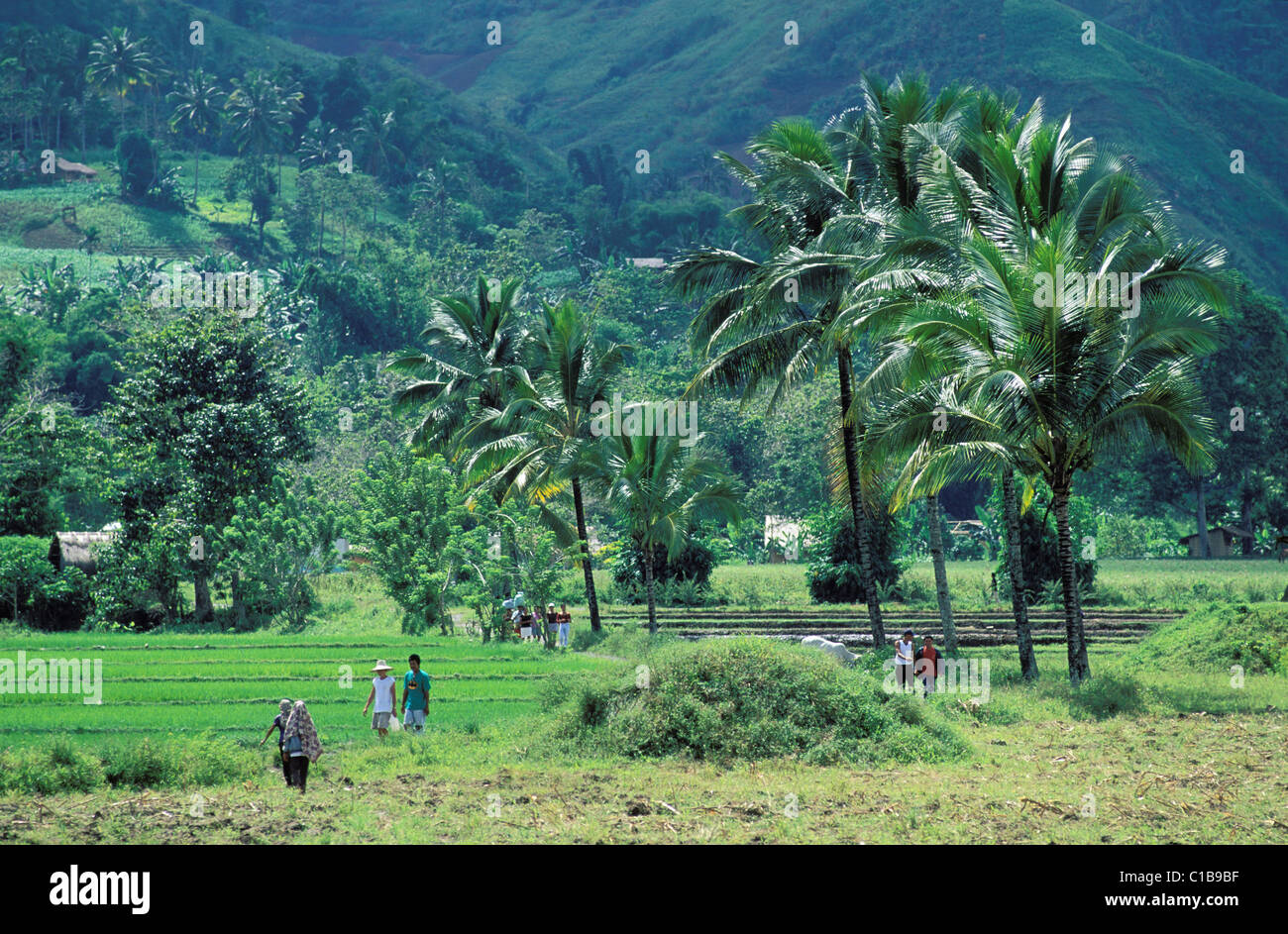 Philippines (Filipino), Mindanao Island, area of the Lake Sebu, Return ...