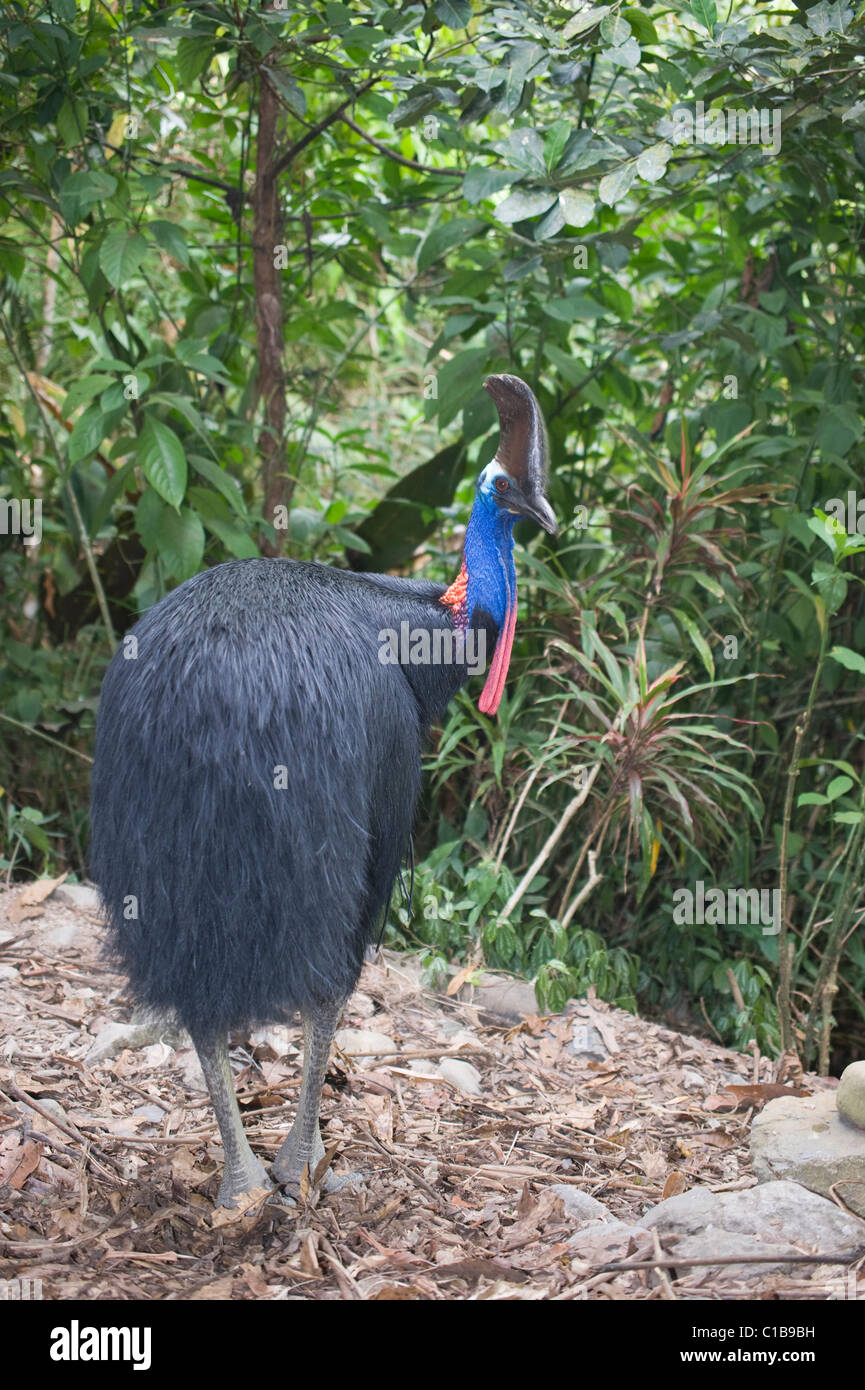 Southern Cassowary Casaurius casaurius Cassowary House Queensland ...