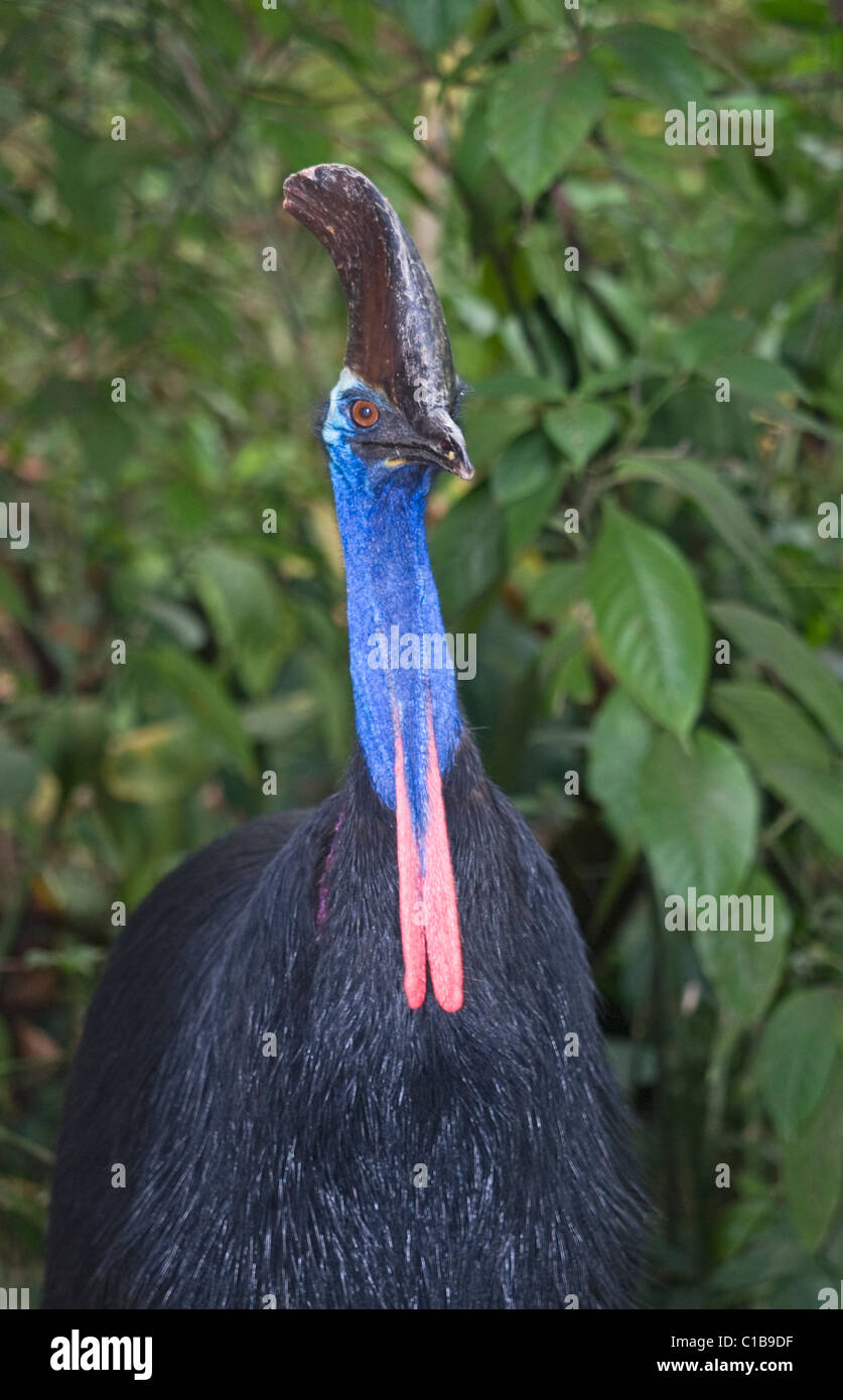 Southern Cassowary Casaurius casaurius Cassowary House Queensland ...