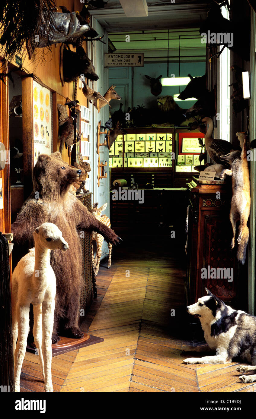 France, Paris, Maison Deyrolle (taxidermist) in Rue du bac Stock Photo ...