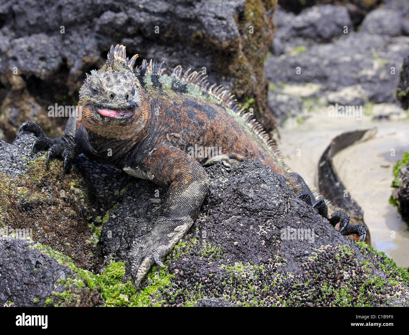 A male Marine Iguana (Amblyrhynchus cristatus) eating algae in the ...