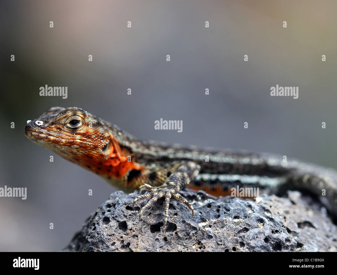 A Lava Lizard (Tropidurus sp.) in the Galapagos Islands (Isabela Island ...