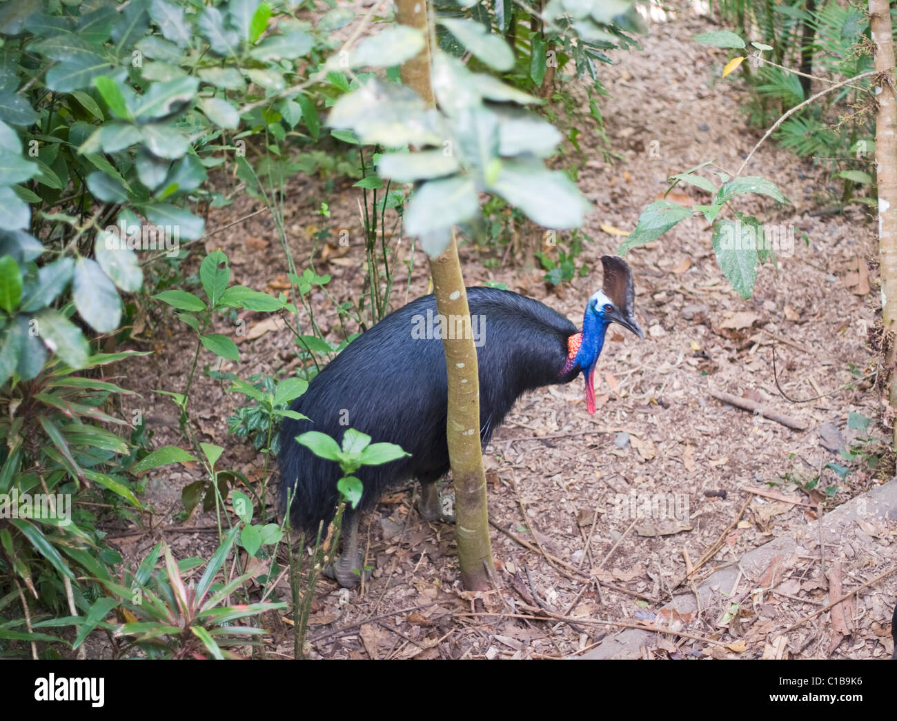 Southern Cassowary Casaurius casaurius Cassowary House Queensland ...