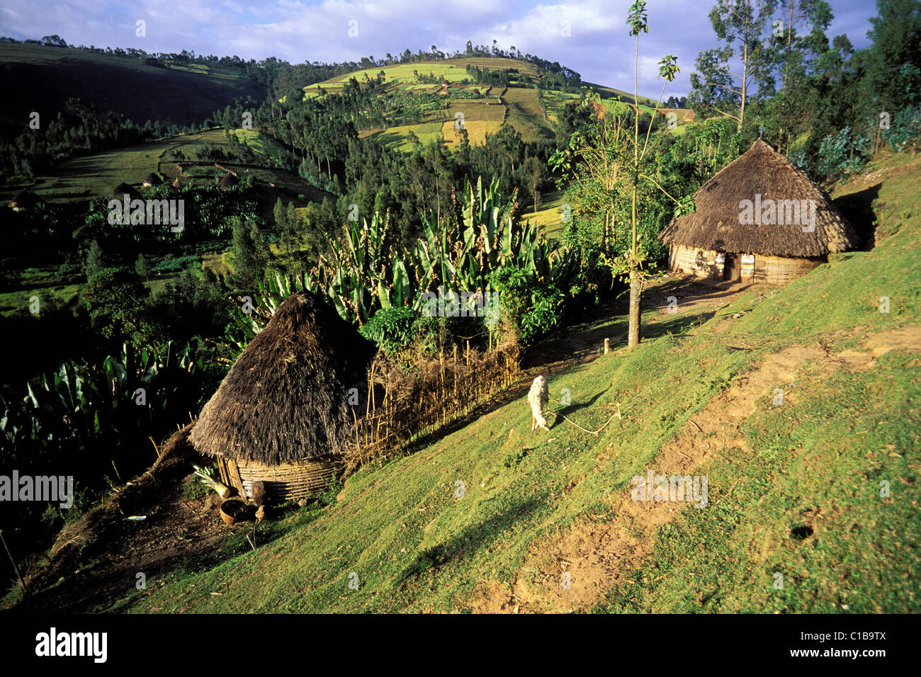 Wollo hi-res stock photography and images - Alamy