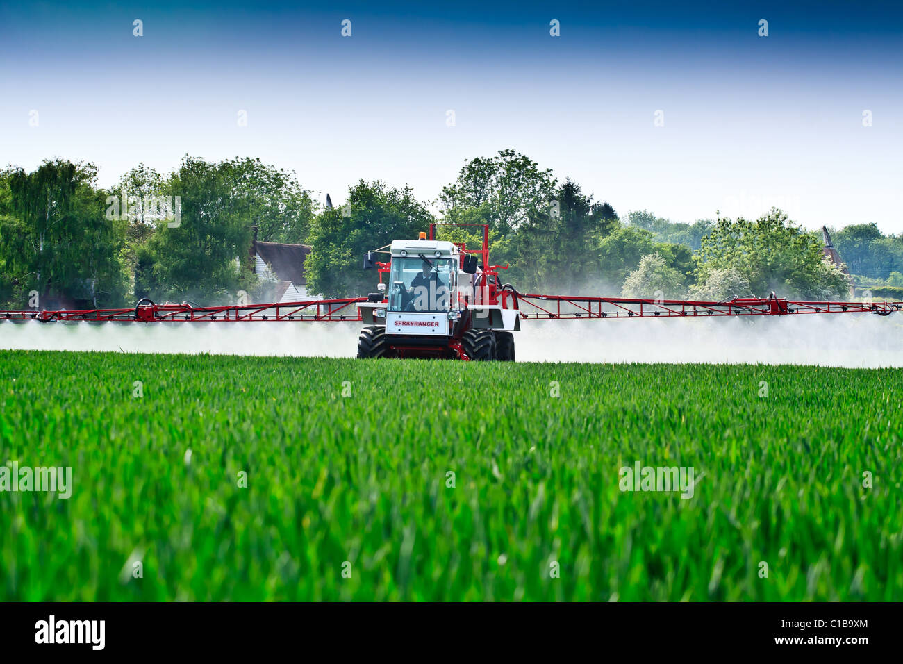 Wheat spray hi-res stock photography and images - Alamy