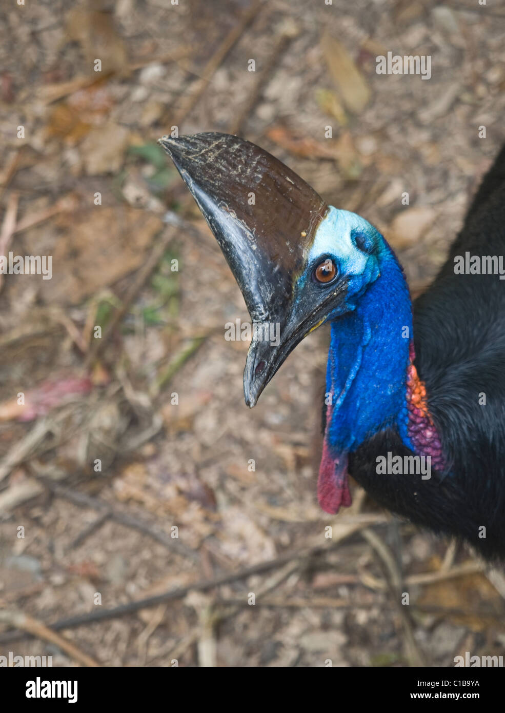 Southern Cassowary Casaurius casaurius Cassowary House Queensland ...