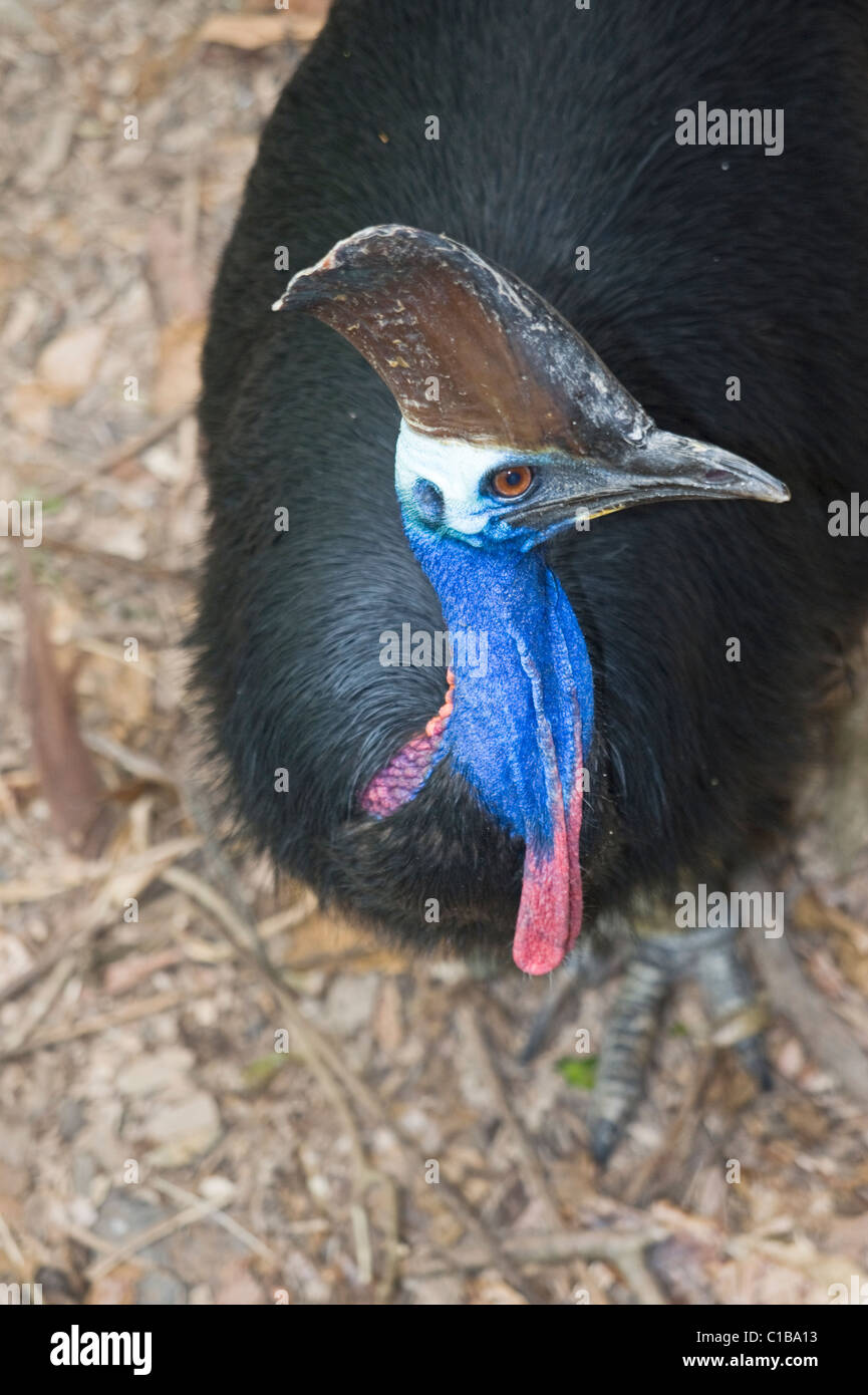 Southern Cassowary Casaurius casaurius Cassowary House Queensland ...