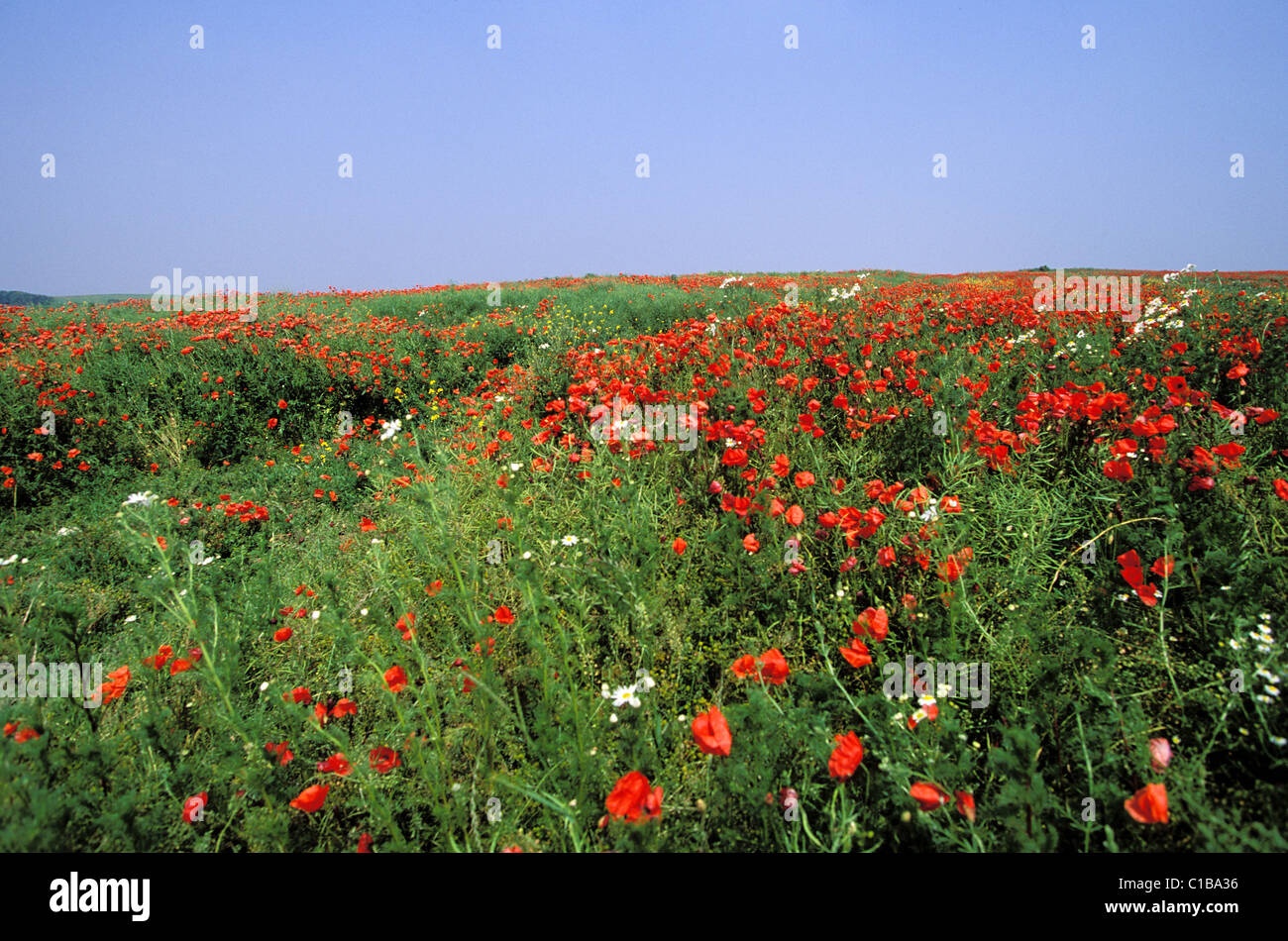 France Pas de Calais the Opale coast the magnificent beaches extend in ...