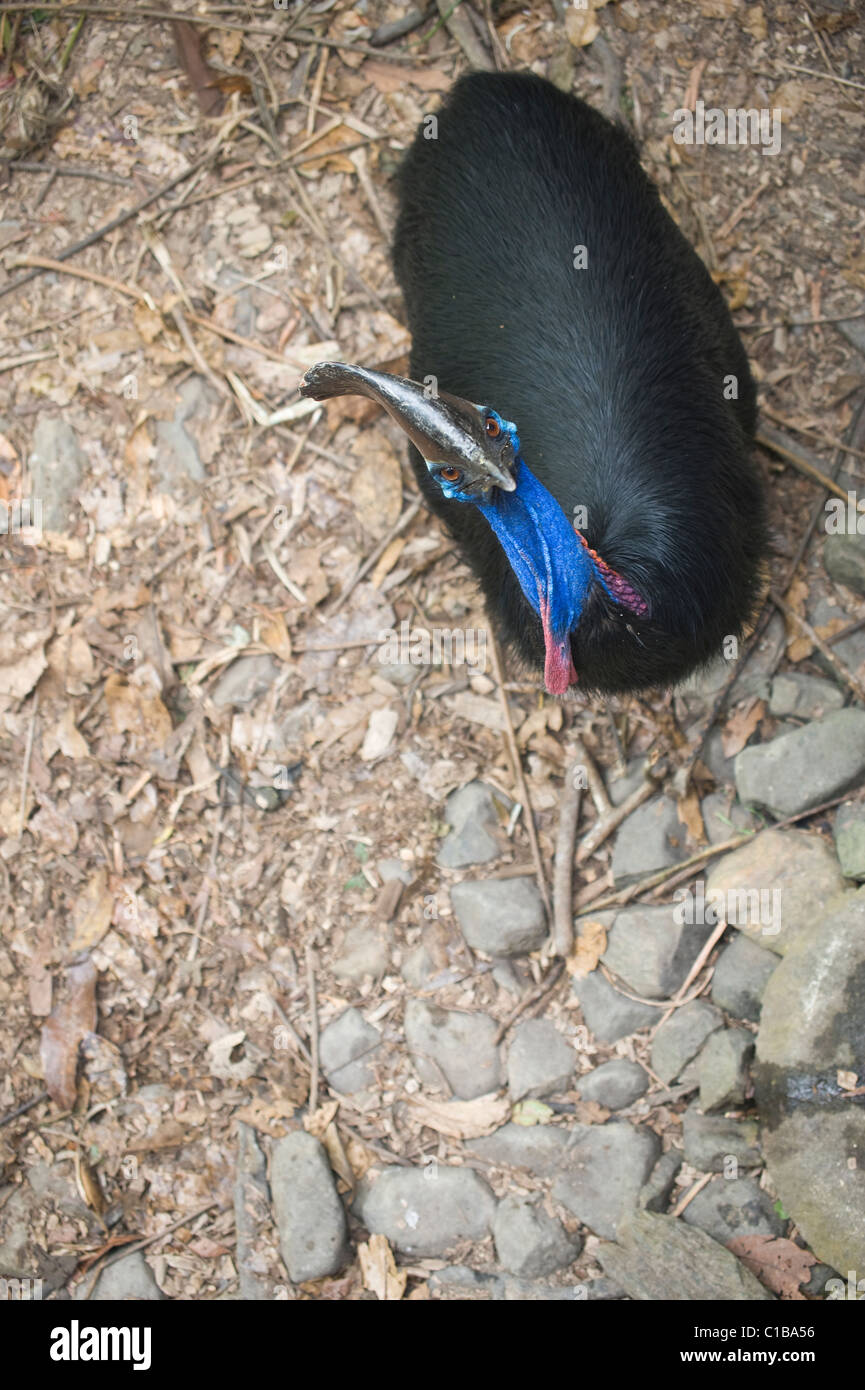 Southern Cassowary Casaurius casaurius Cassowary House Queensland ...