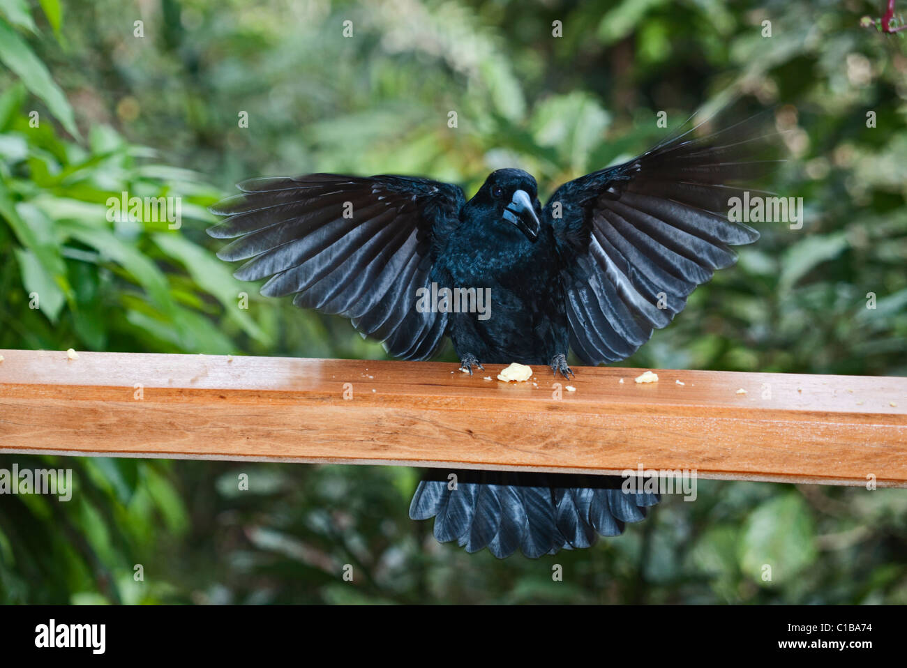 Black Butcherbird Cracticus quoys taking cheese from verandah at ...