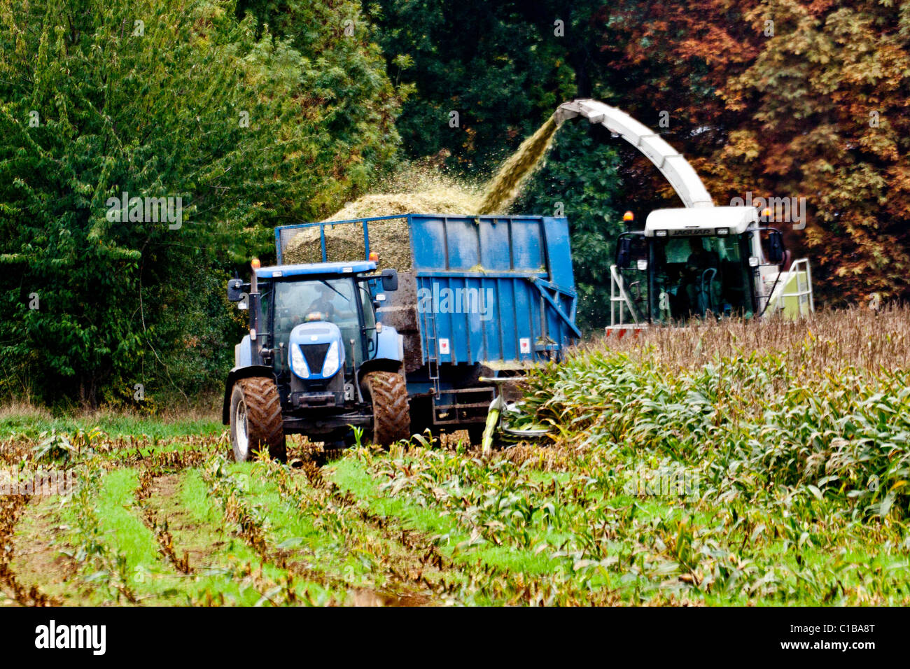 Harvesting Maize with a forage Harvester in Autumn Stock Photo - Alamy