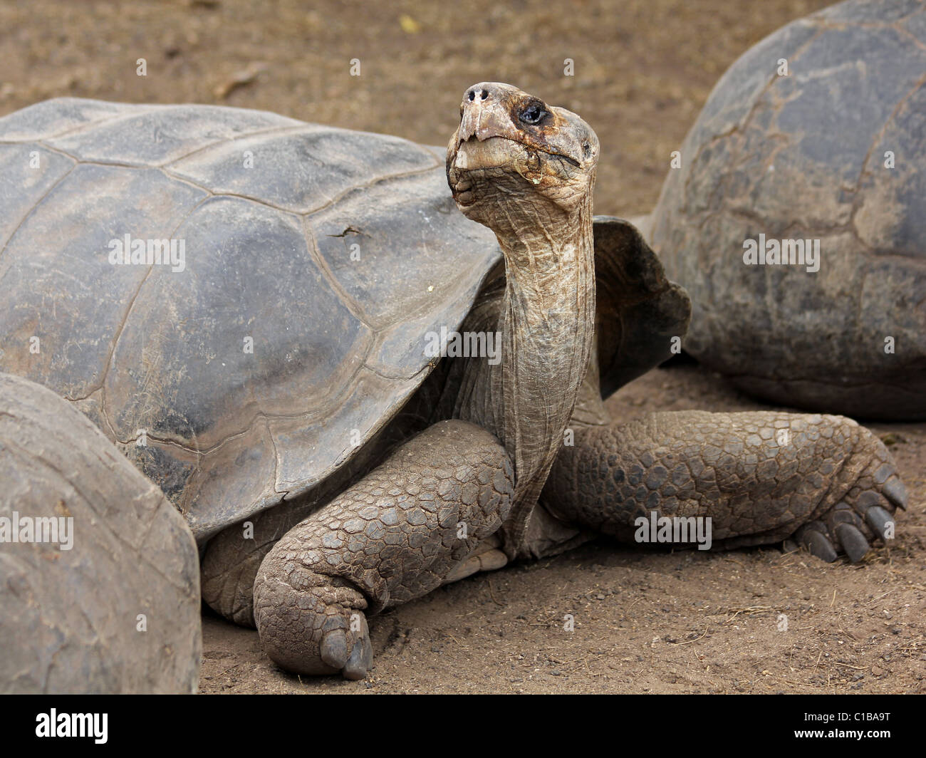 Galapagos Giant Tortoises (Geochelone nigra) in the Galapagos Islands ...