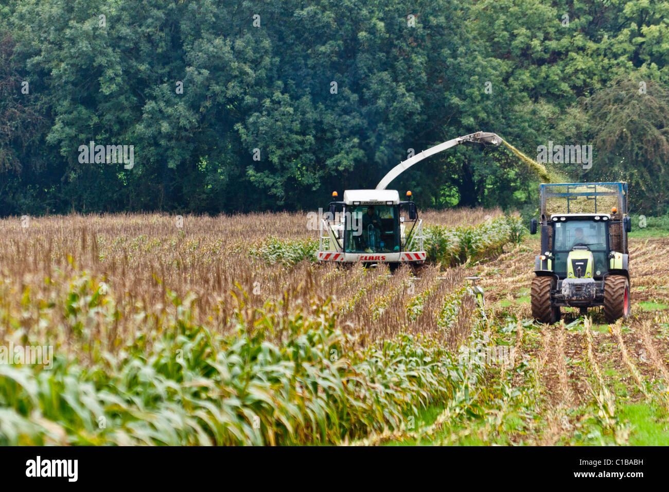 Harvesting Maize with a forage Harvester in Autumn Stock Photo - Alamy