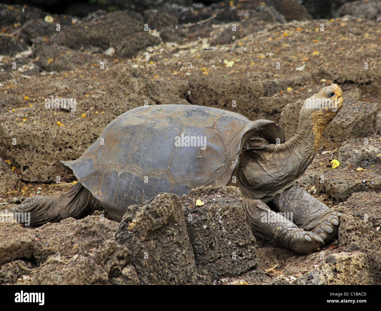 One of Lonesome George's female companions: a Galapagos Giant Tortoise ...