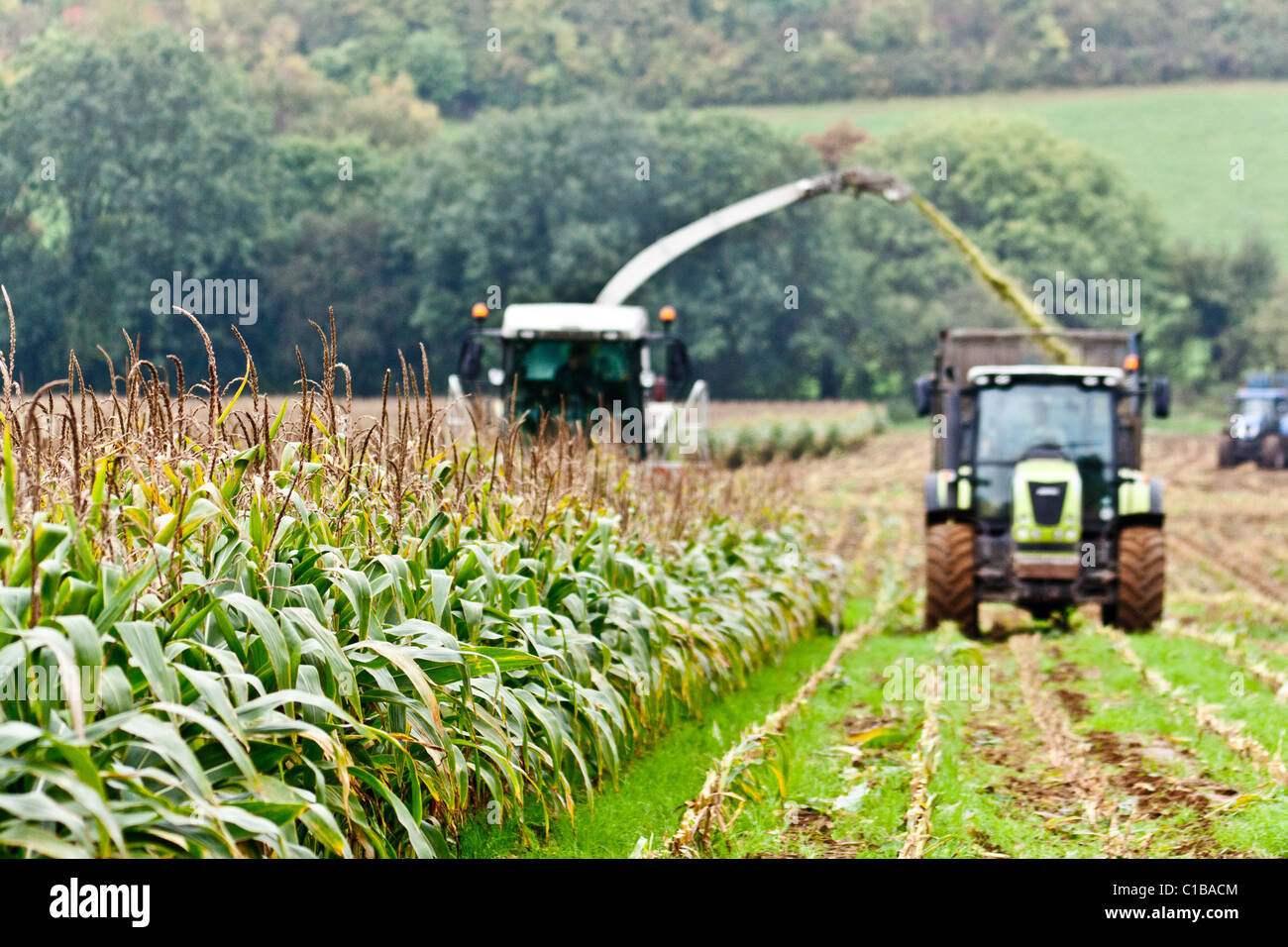 Harvesting Maize with a forage Harvester in Autumn Stock Photo - Alamy