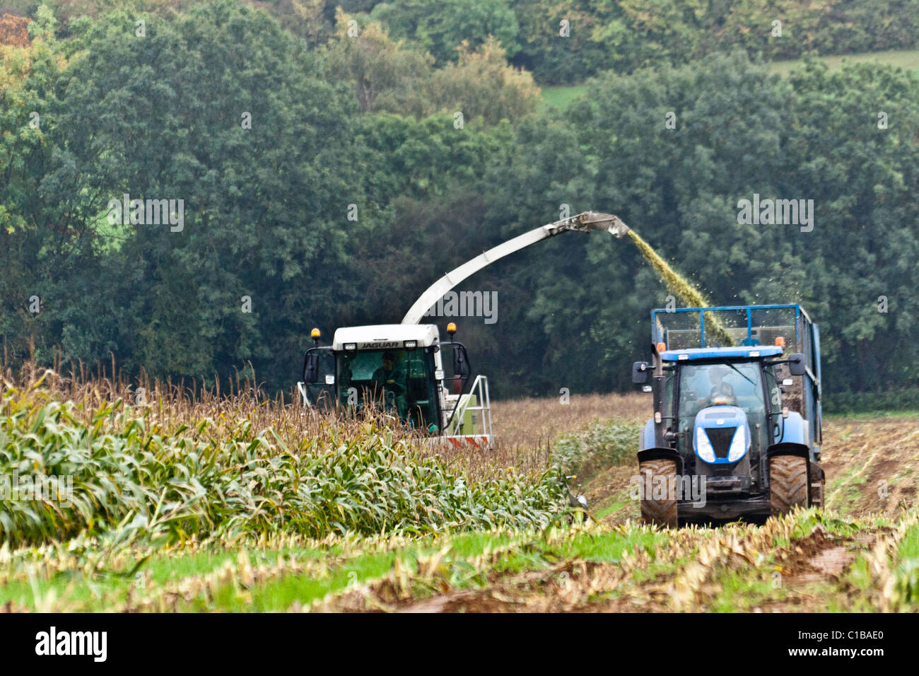 Harvesting Maize with a forage Harvester in Autumn Stock Photo - Alamy