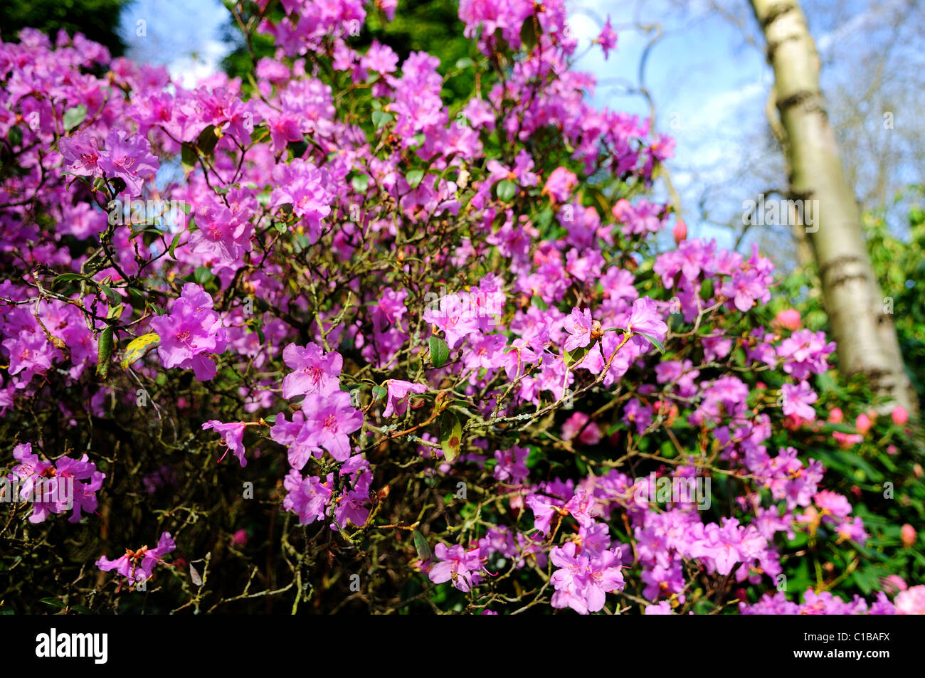 Rhododendron evergreen shrub hi-res stock photography and images - Alamy
