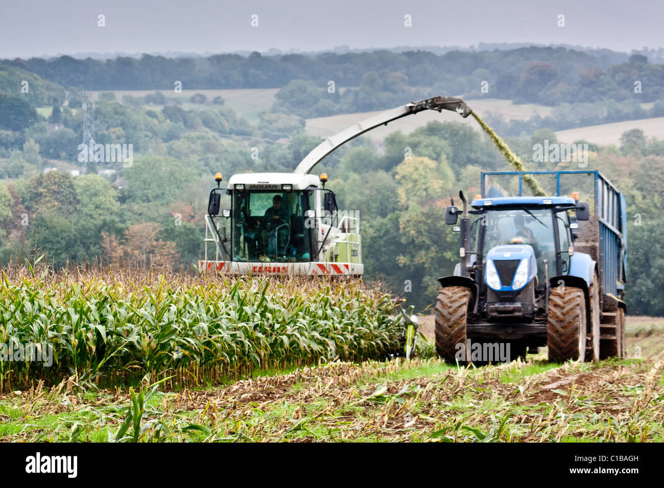 Harvesting Maize with a forage Harvester in Autumn Stock Photo - Alamy