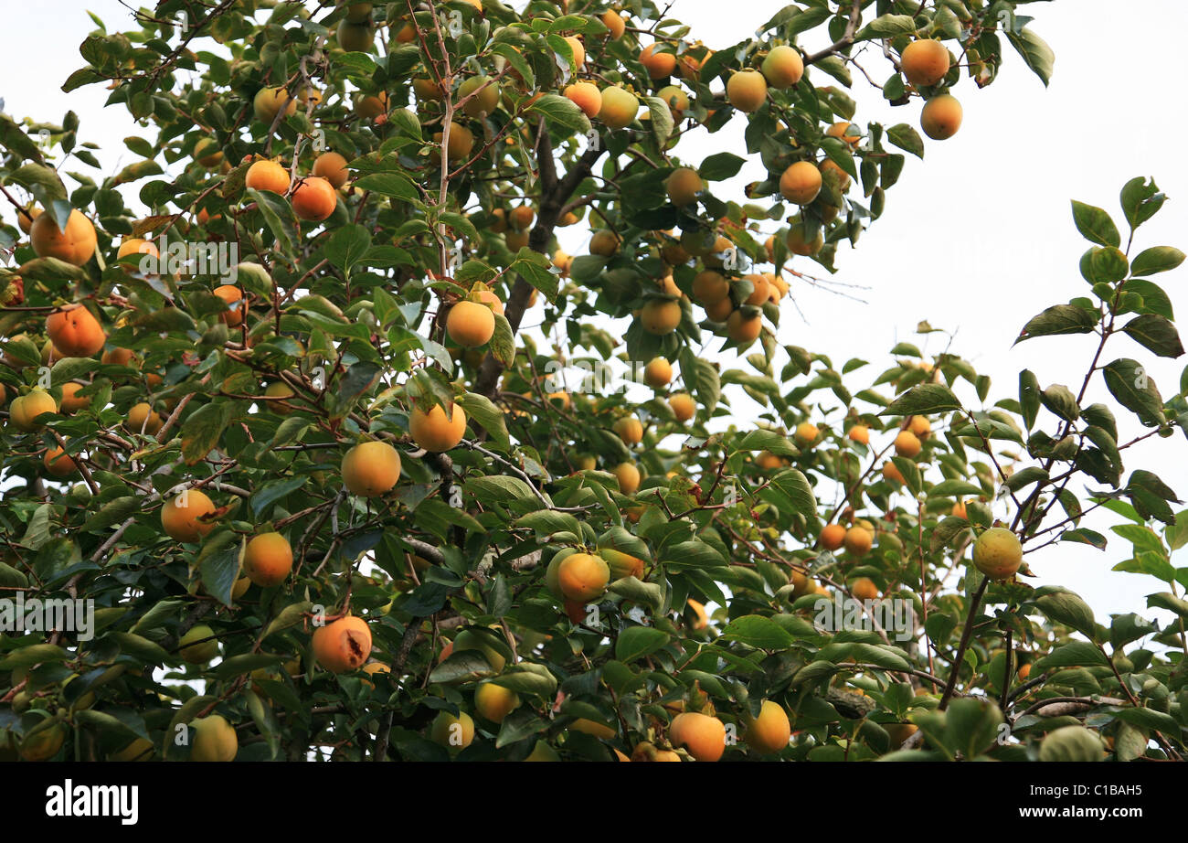 Fresh Kaki fruits on a tree (Diospyros kaki Stock Photo - Alamy