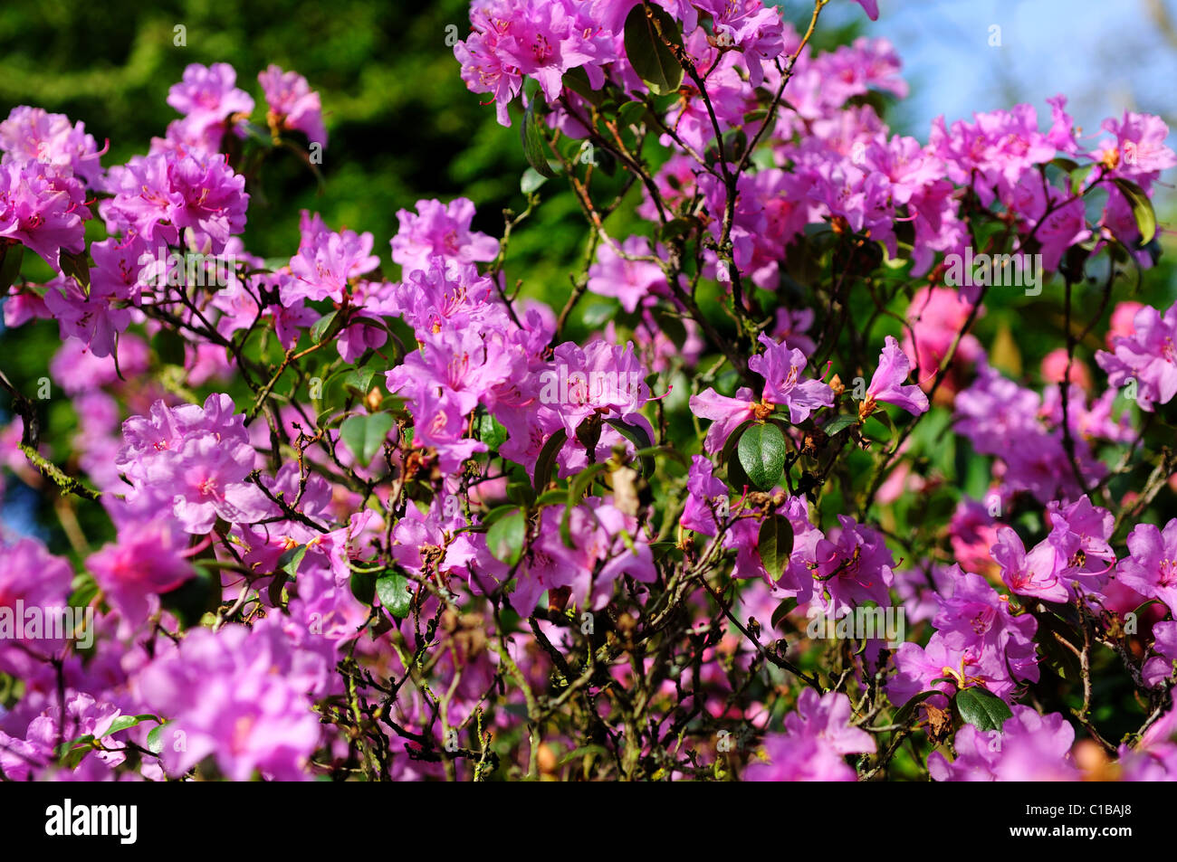 Evergreen woody species hi-res stock photography and images - Alamy