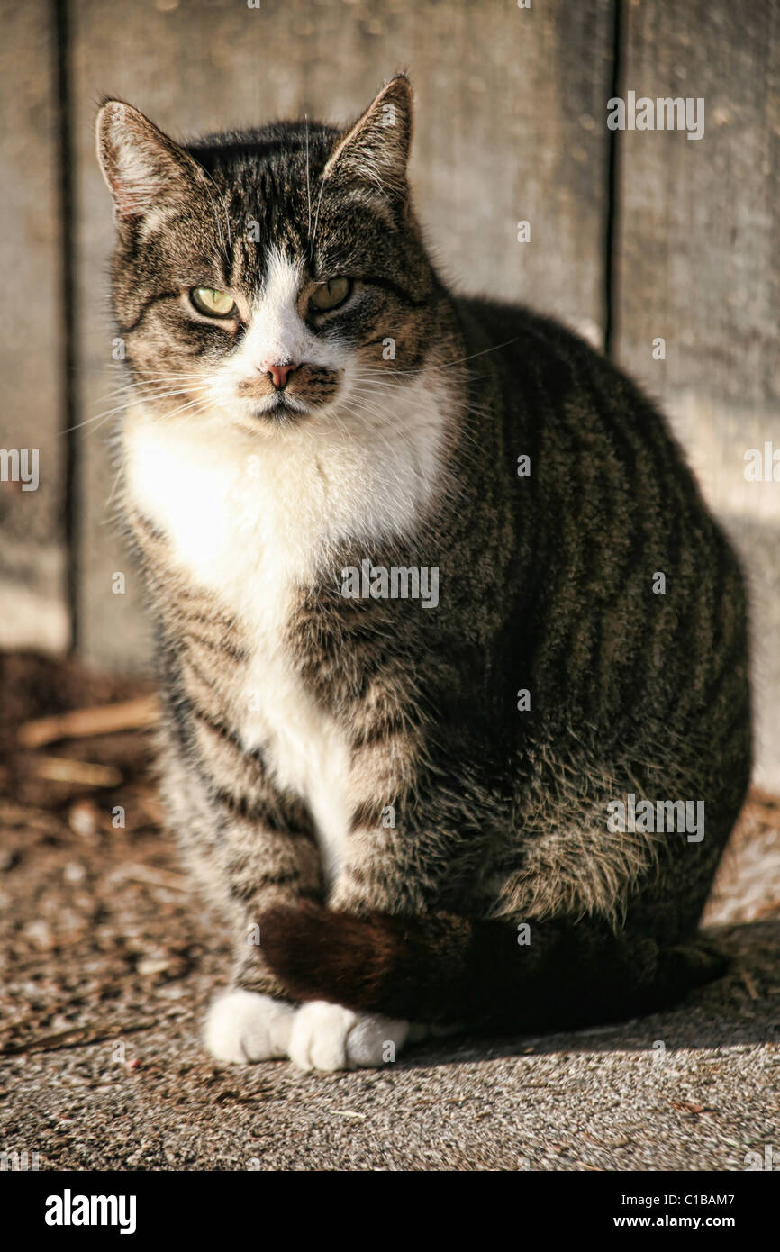 Farm cat hi-res stock photography and images - Alamy
