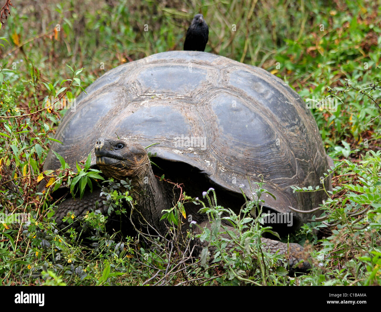 A Galapagos Giant Tortoise (Geochelone nigra) with a bird on its back ...
