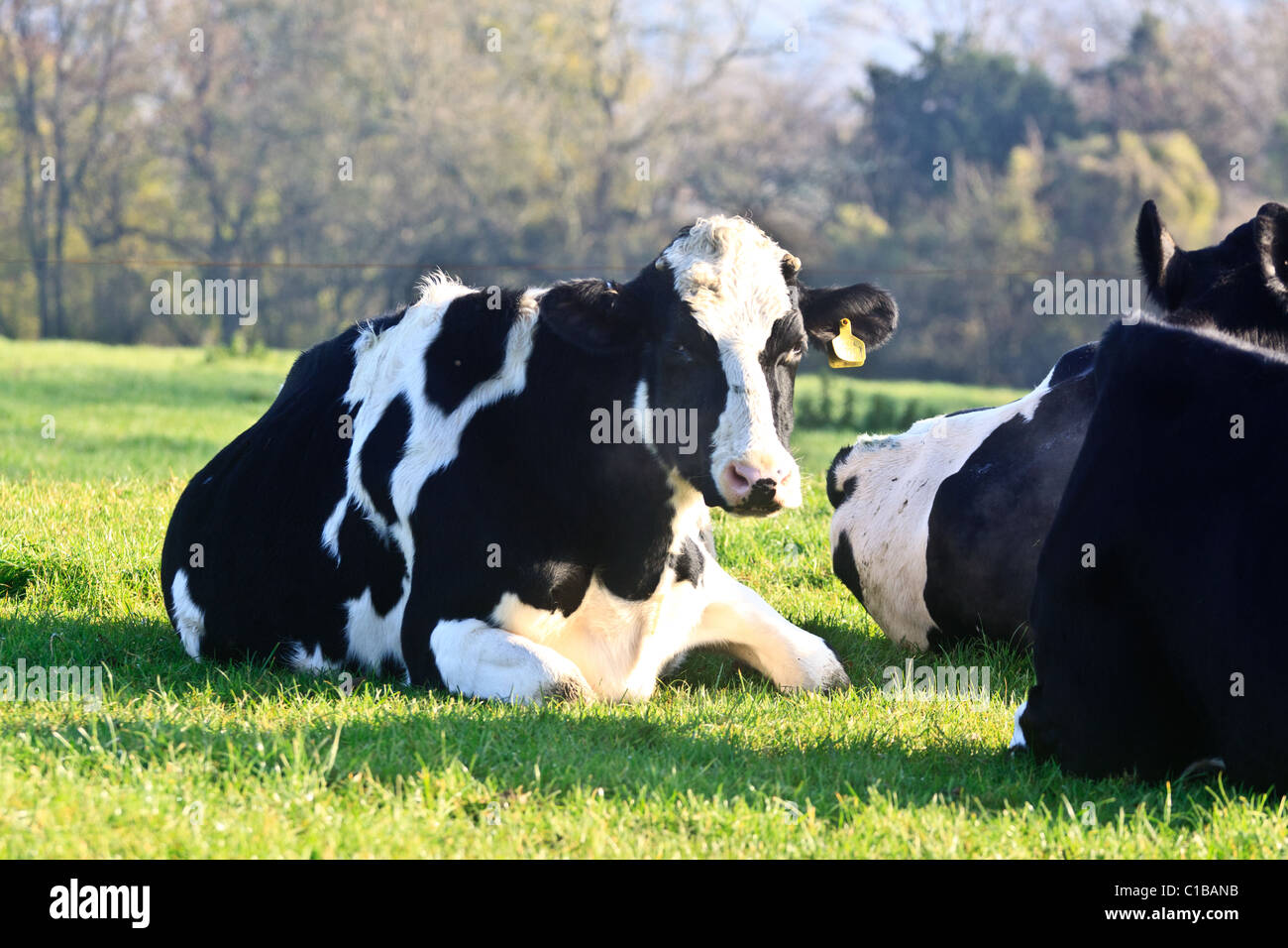 Cows out in the field hi-res stock photography and images - Alamy