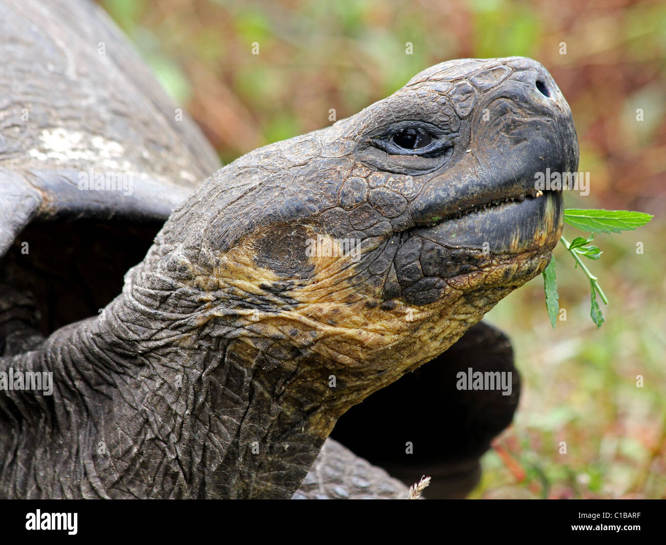 A Galapagos Giant Tortoise (Geochelone nigra) eating grass in the ...