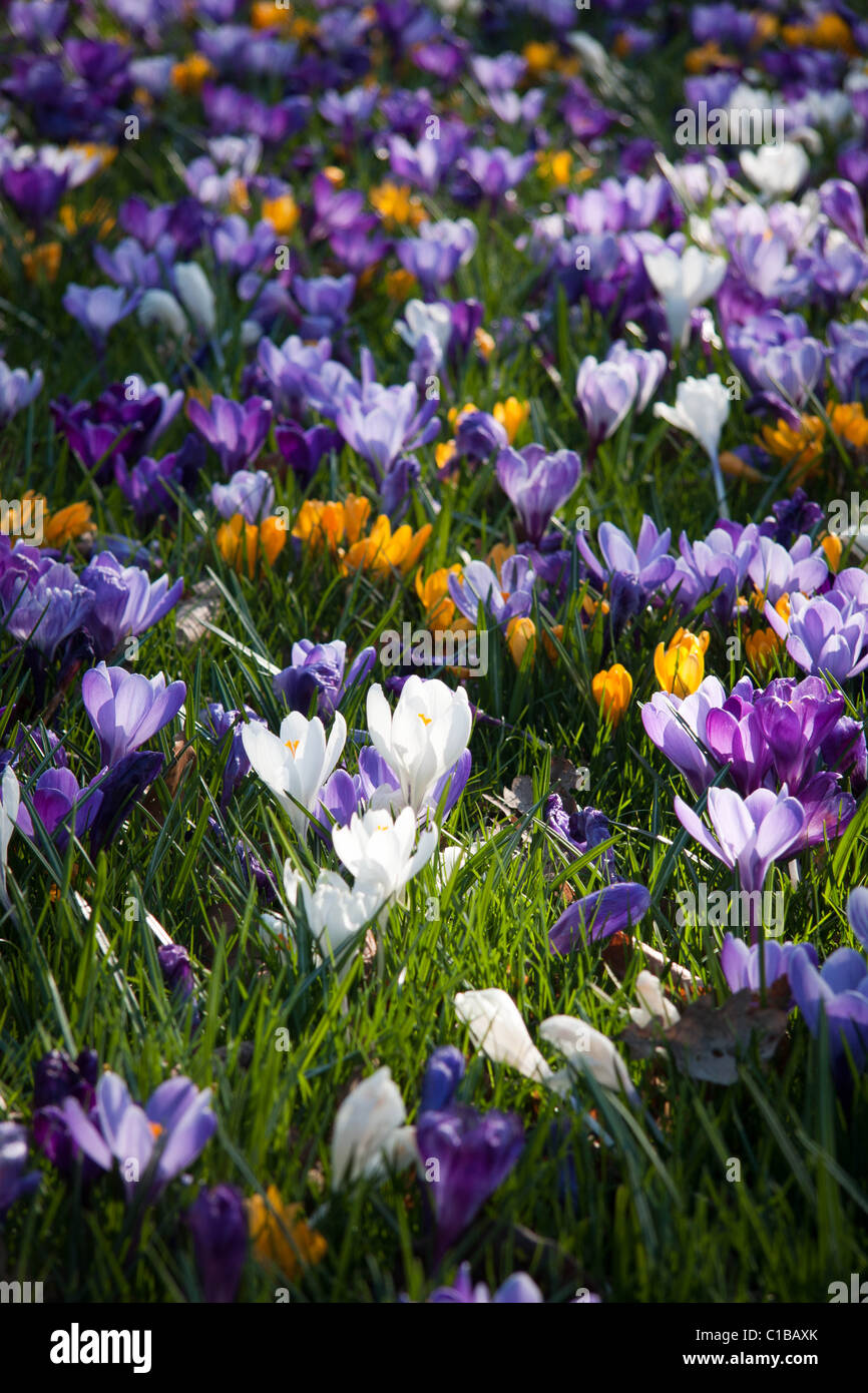 Spring - a field of crocuses Stock Photo - Alamy
