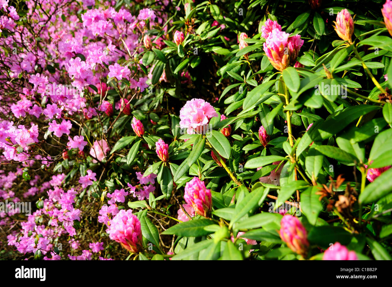 Rhododendron Evergreen Shrub Stock Photo - Alamy