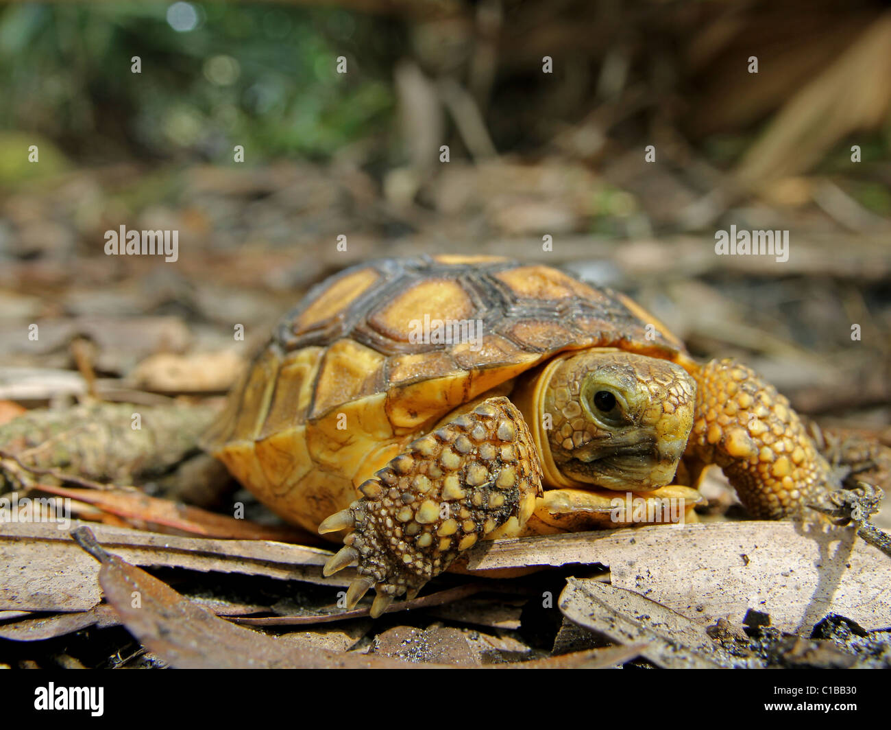 Juvenile Gopher Tortoise (Gopherus polyphemus) in Florida Stock Photo ...