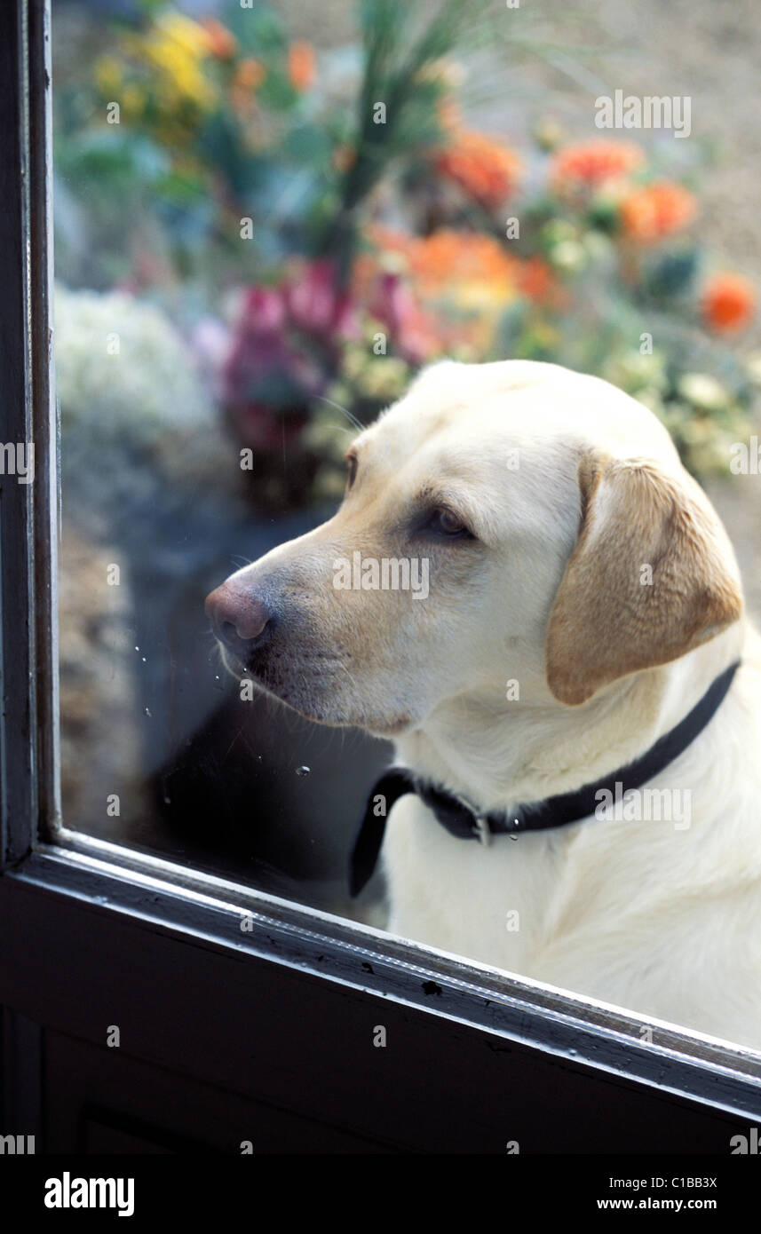 France, a shepherd labrador Stock Photo - Alamy
