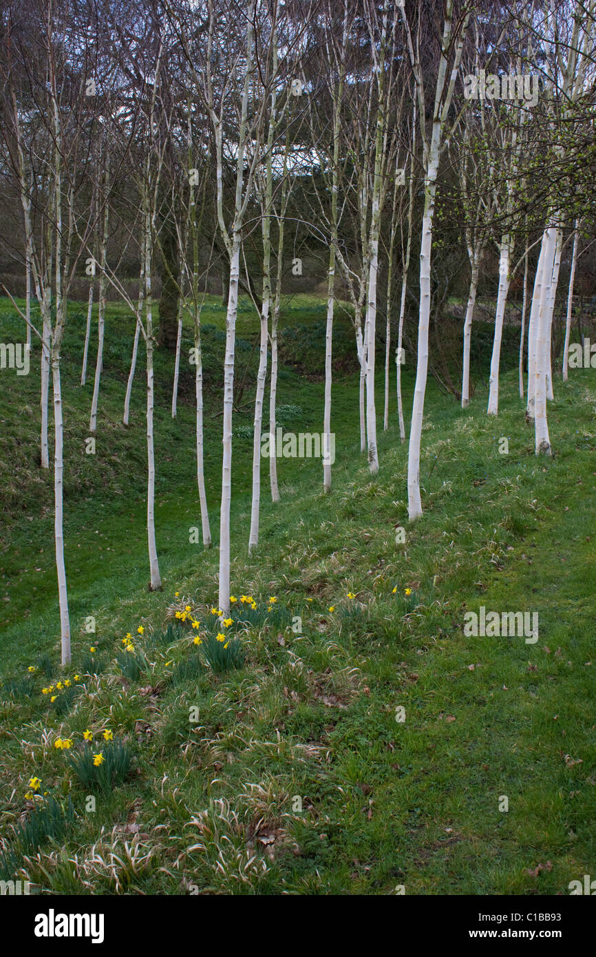 Birch hall hi-res stock photography and images - Alamy