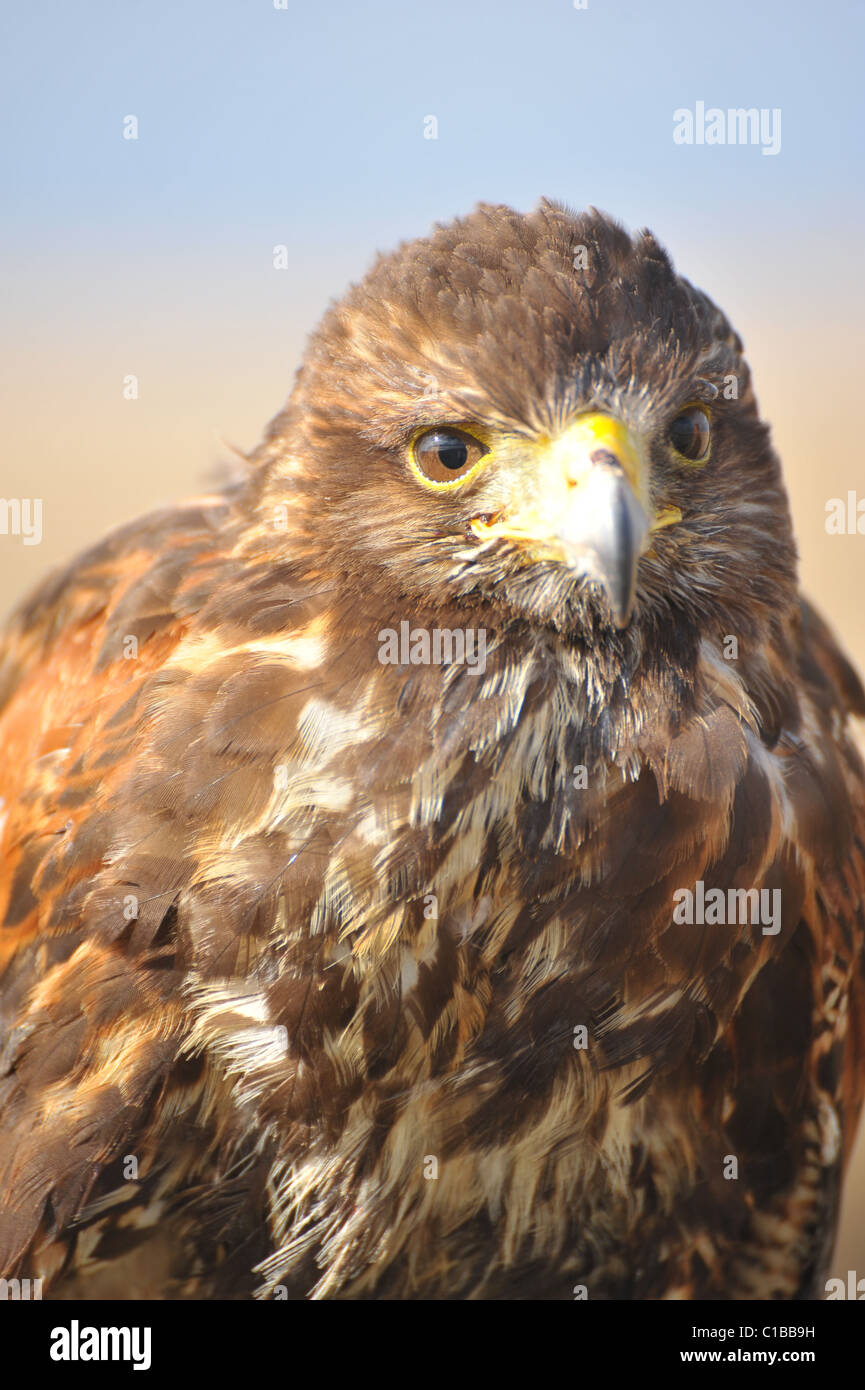 Visit black hawk hi-res stock photography and images - Alamy