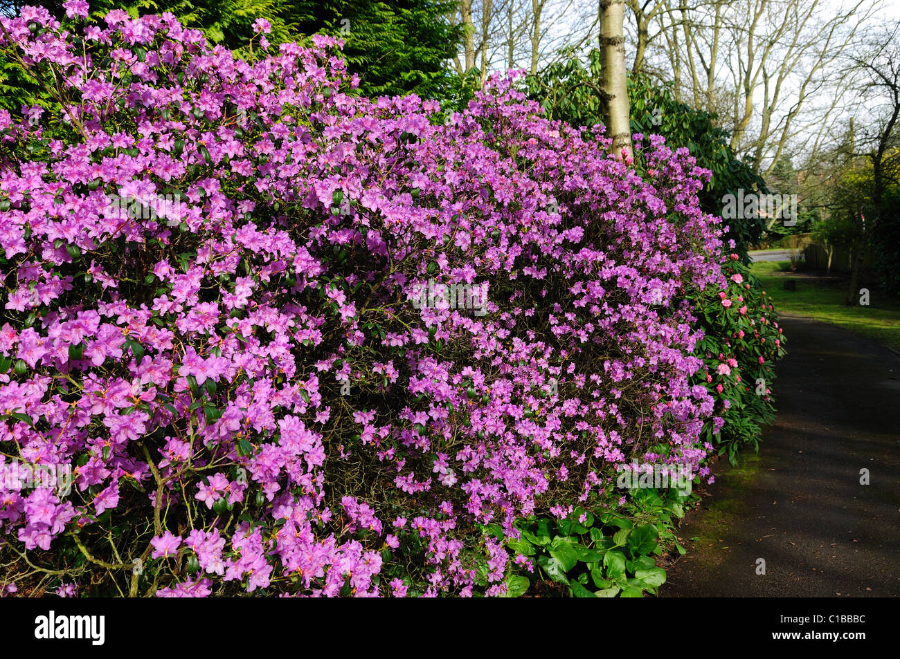 Rhododendron Evergreen Shrub Stock Photo - Alamy