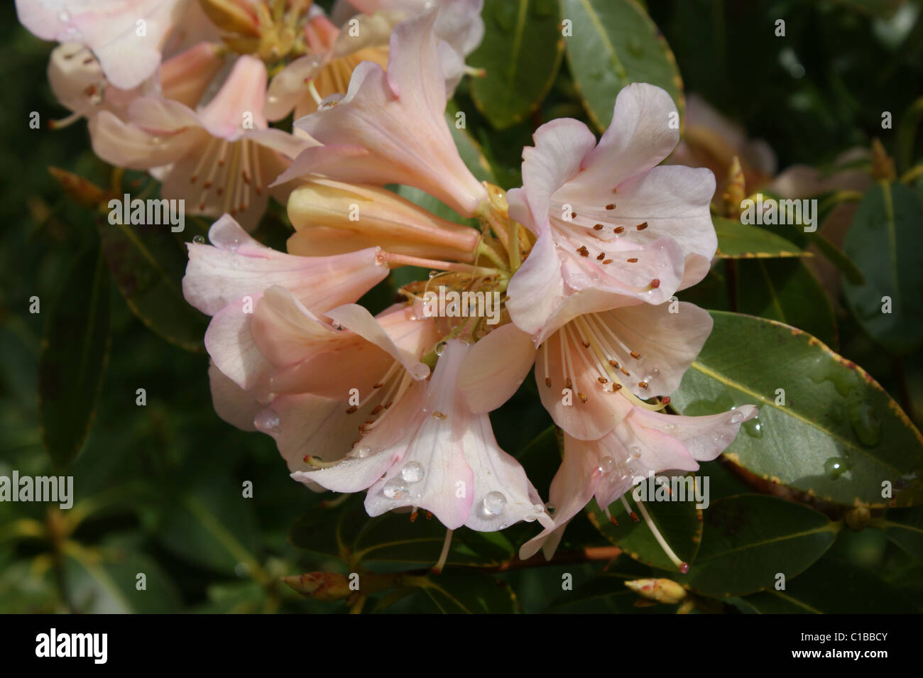 Rhododendron 'Alice Johnstone' Stock Photo - Alamy