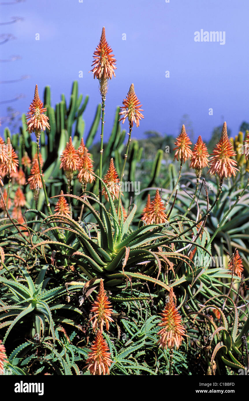 Mascarin hi-res stock photography and images - Alamy