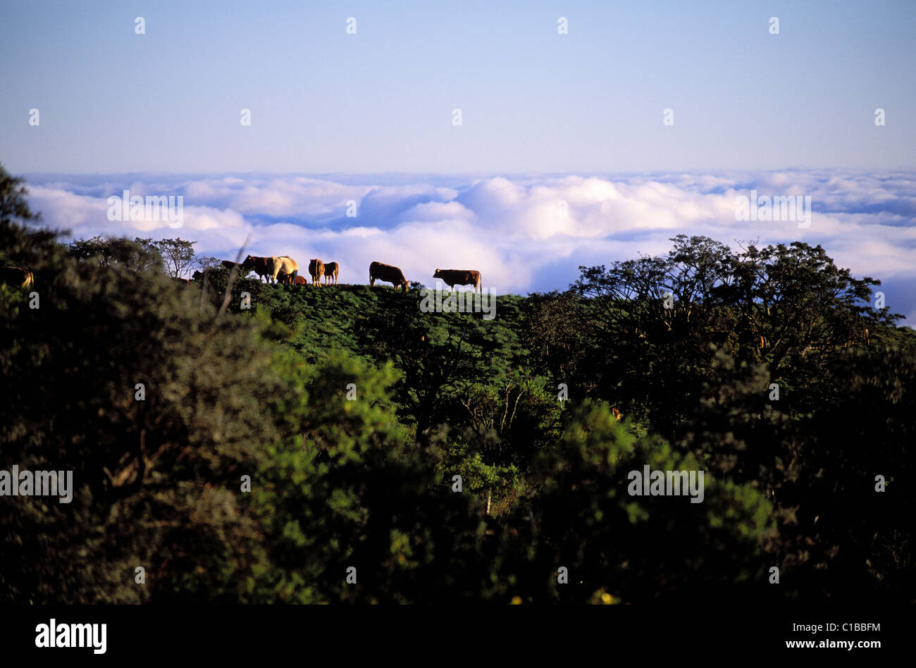 France Reunion Island (French overseas department) cows on the Rivière ...