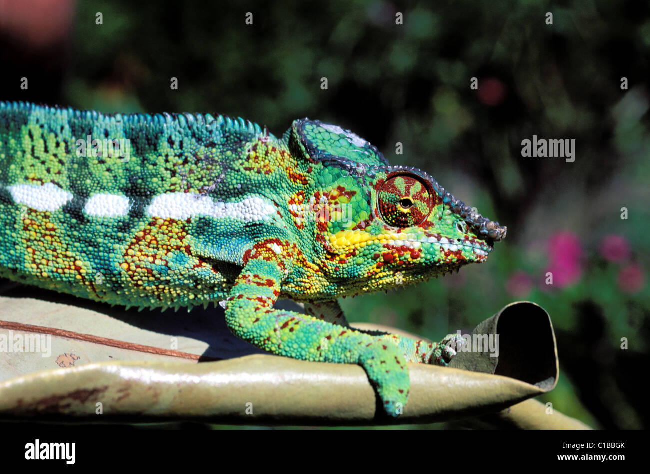 France, Reunion Island (overseas department), male chameleon Stock ...